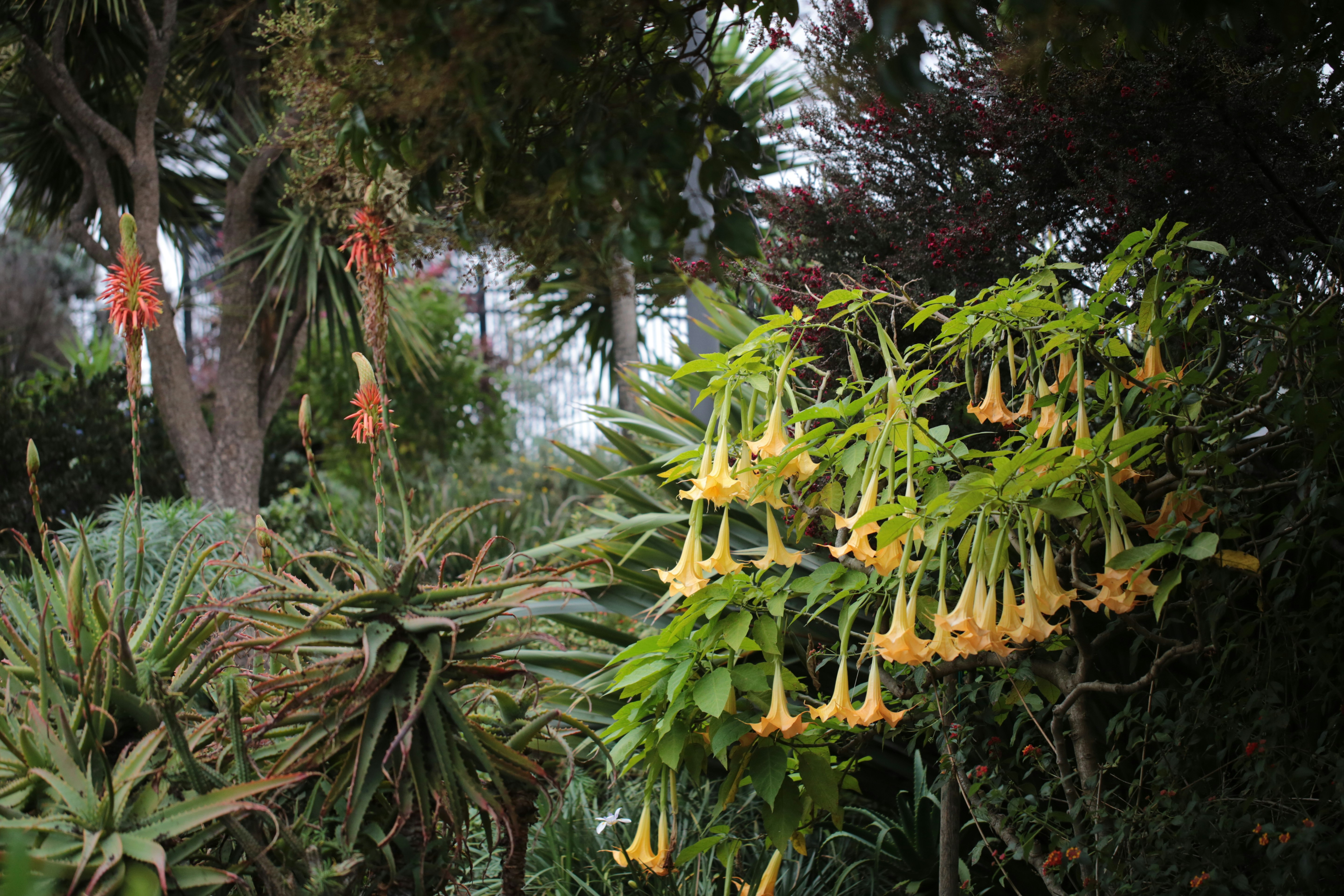 A vibrant display of yellow trumpet flowers amidst lush greenery, capturing the serene beauty of a botanical garden.