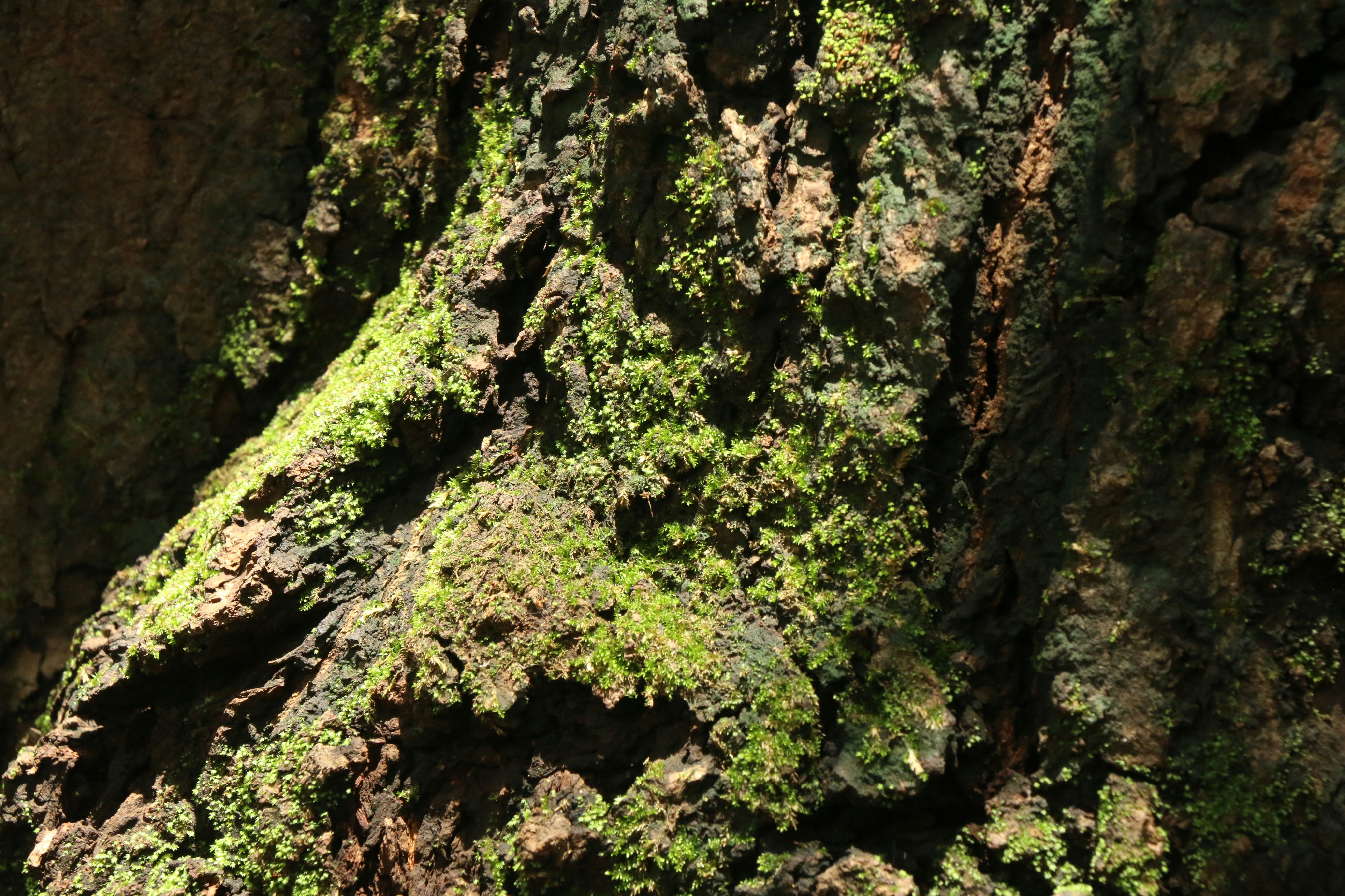 Close-up of a moss-covered tree trunk, showcasing the intricate details of the bark and vibrant green moss. 