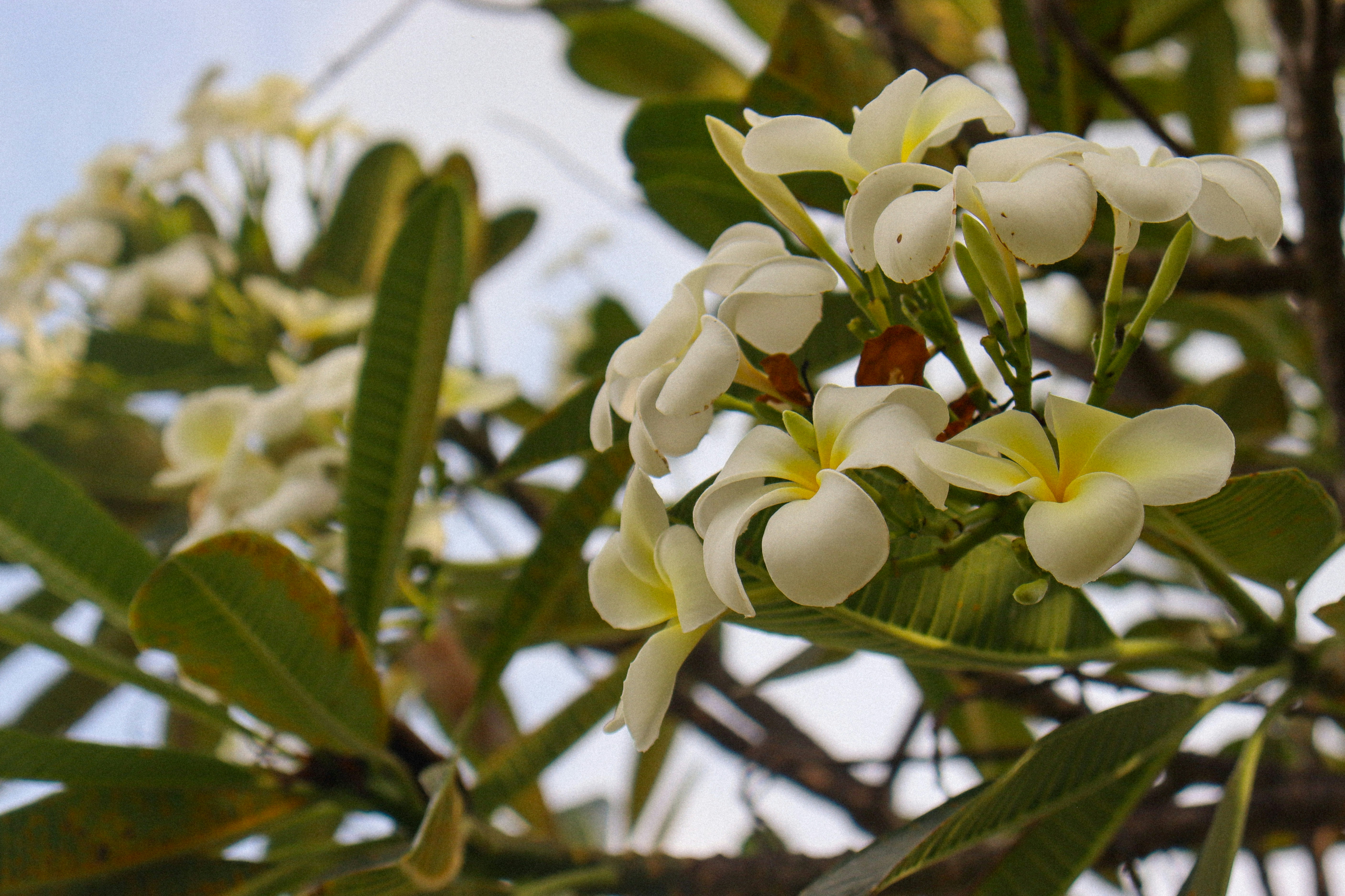 Sunlit Plumeria Cluster: A Quiet Moment in Tropical Canopy