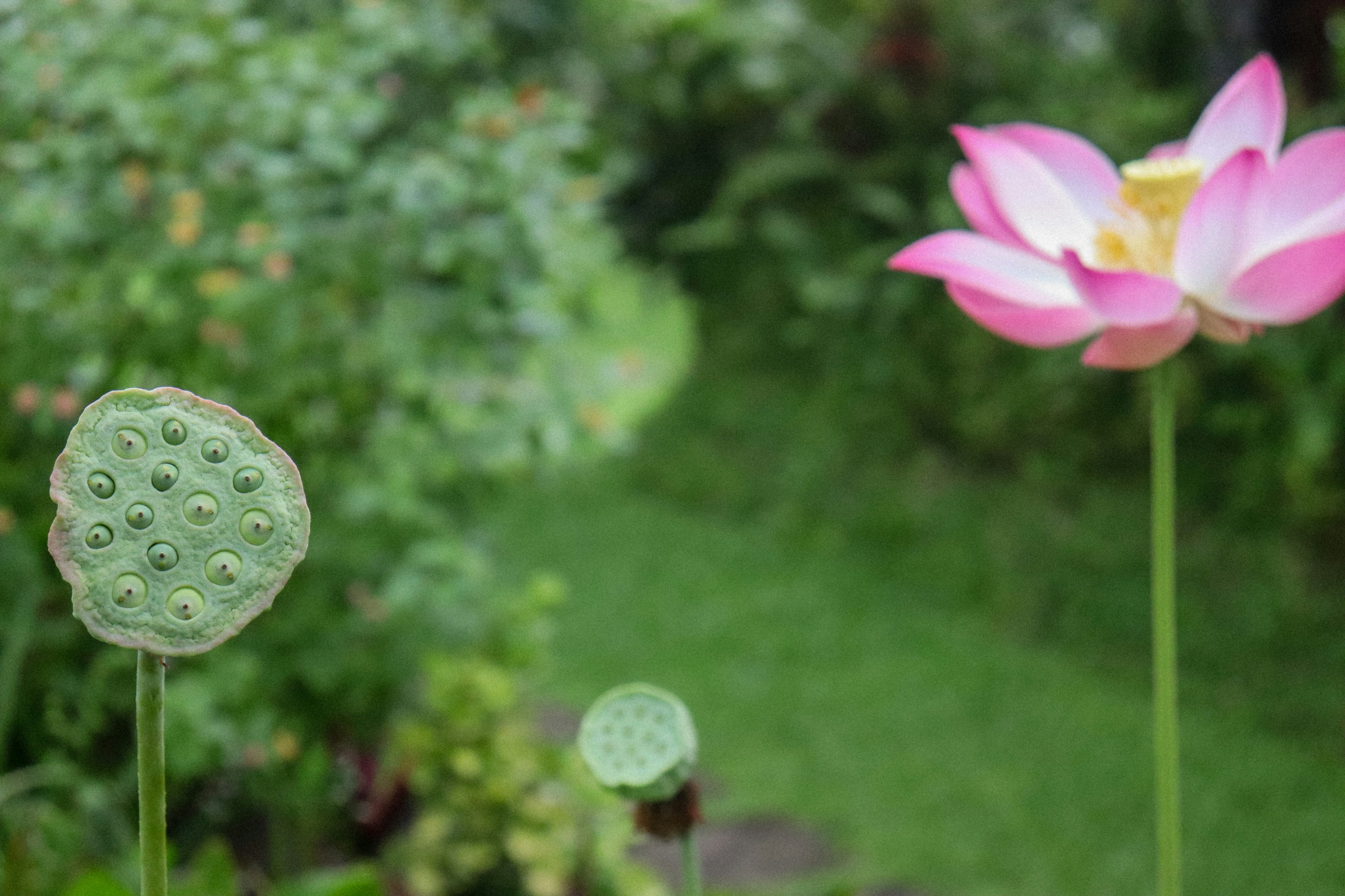 Foreground Seed Pod Framed by a Pink Lotus in a Quiet Garden