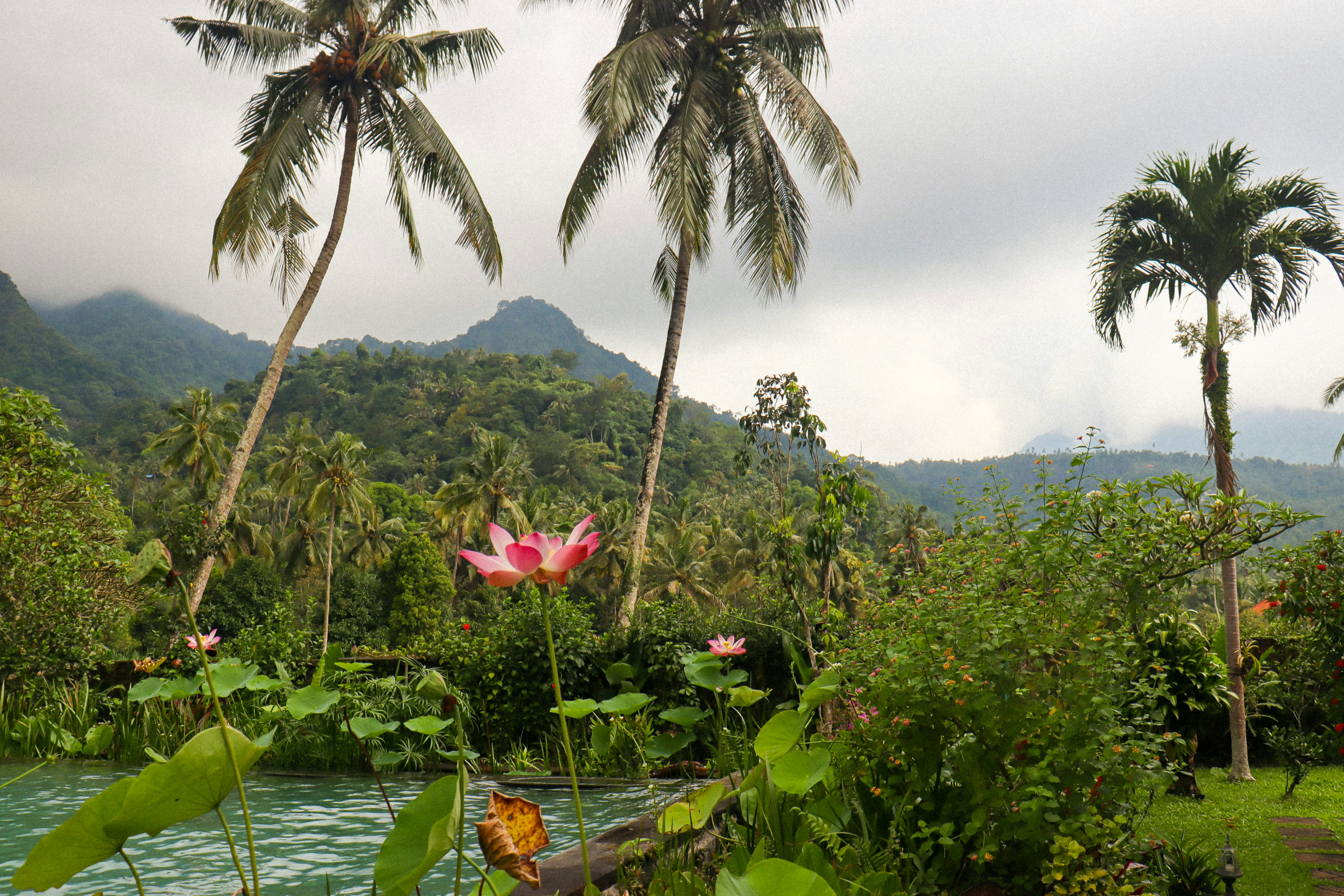 Pink Lotus Amid Palm Fronds and Misty Mountain Backdrop
