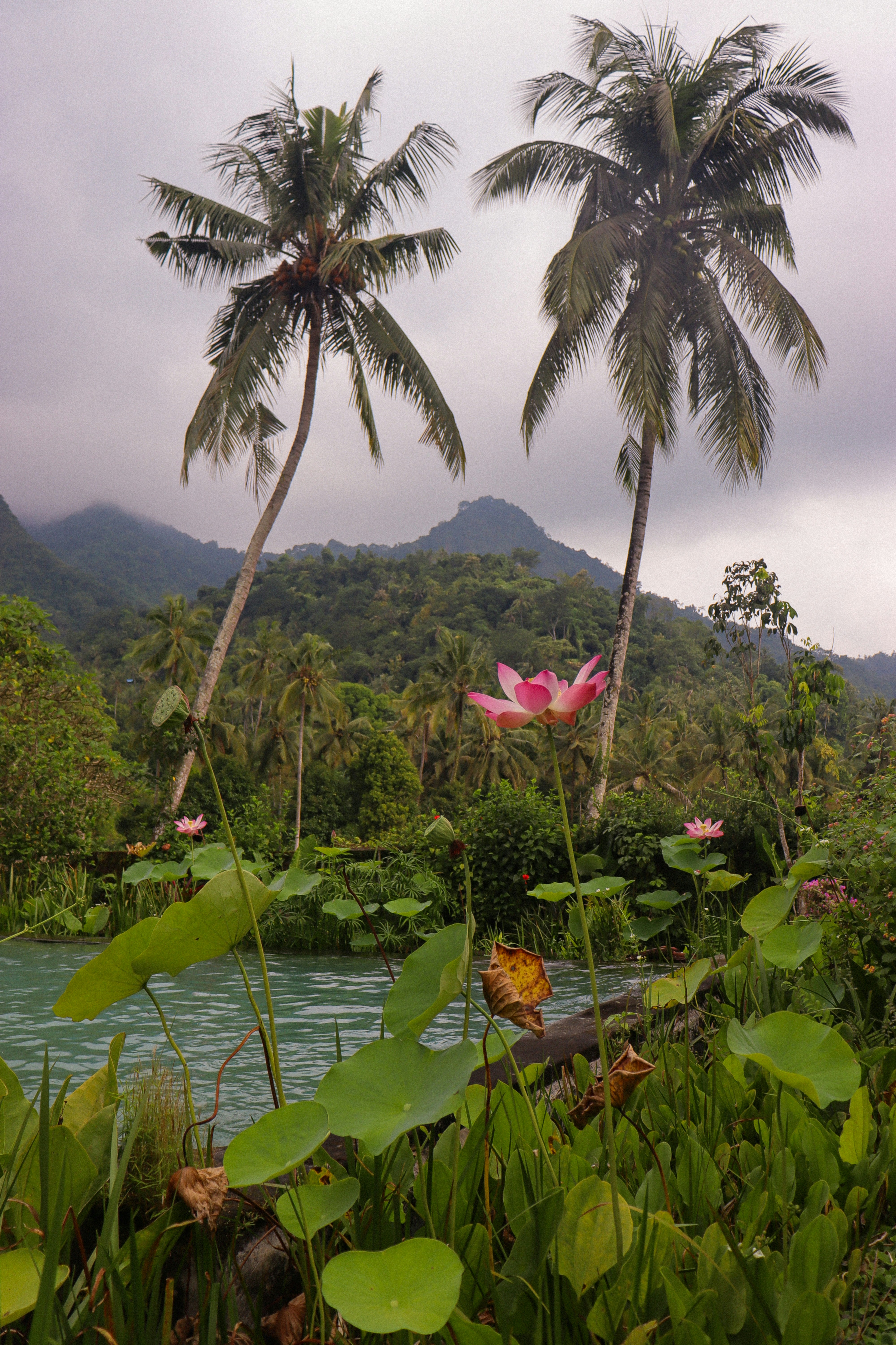Two palm trees overlook a lotus pond with mountains.