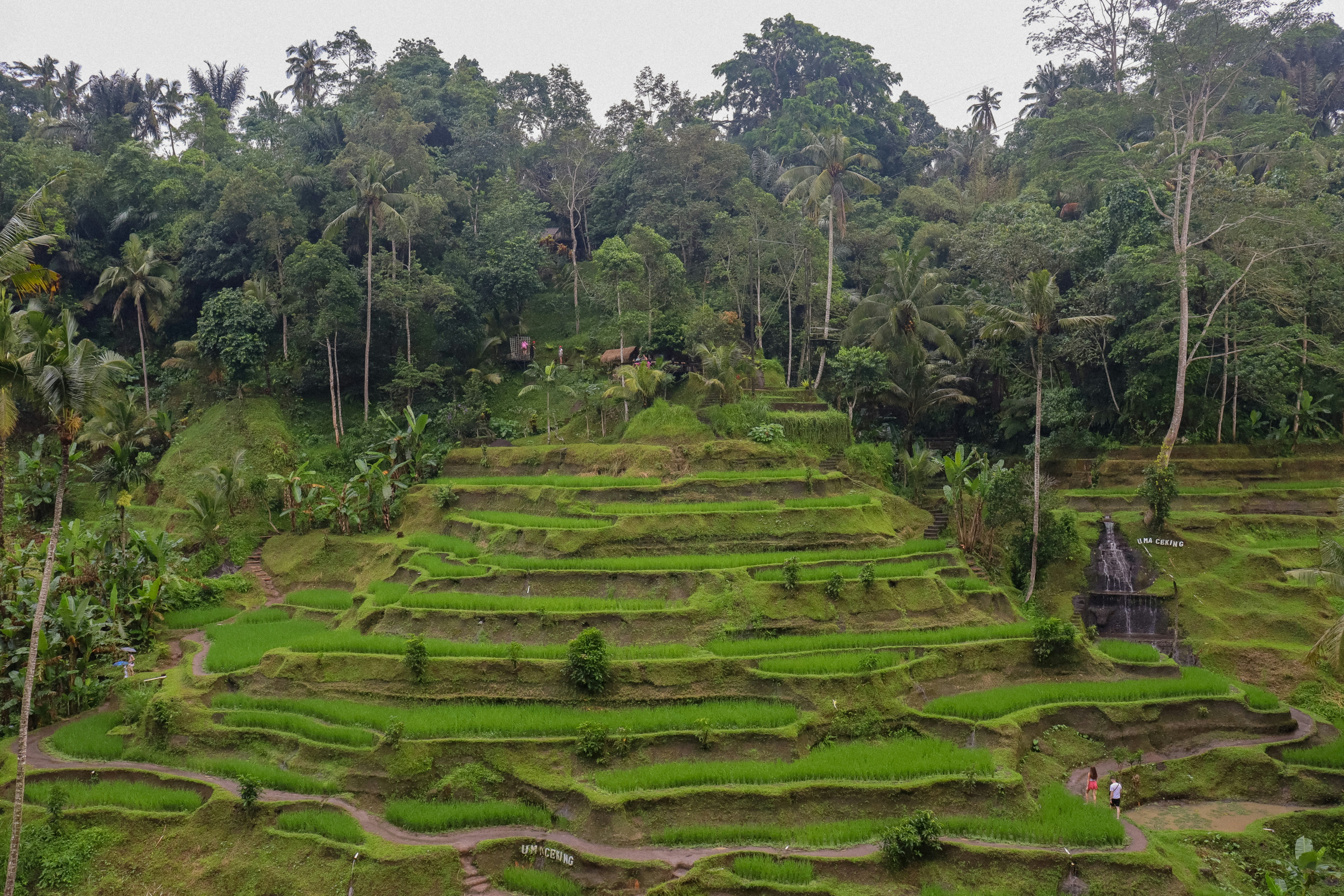 Lush terraced rice paddies nestled among tropical foliage in Bali, showcasing the harmony between agriculture and nature.