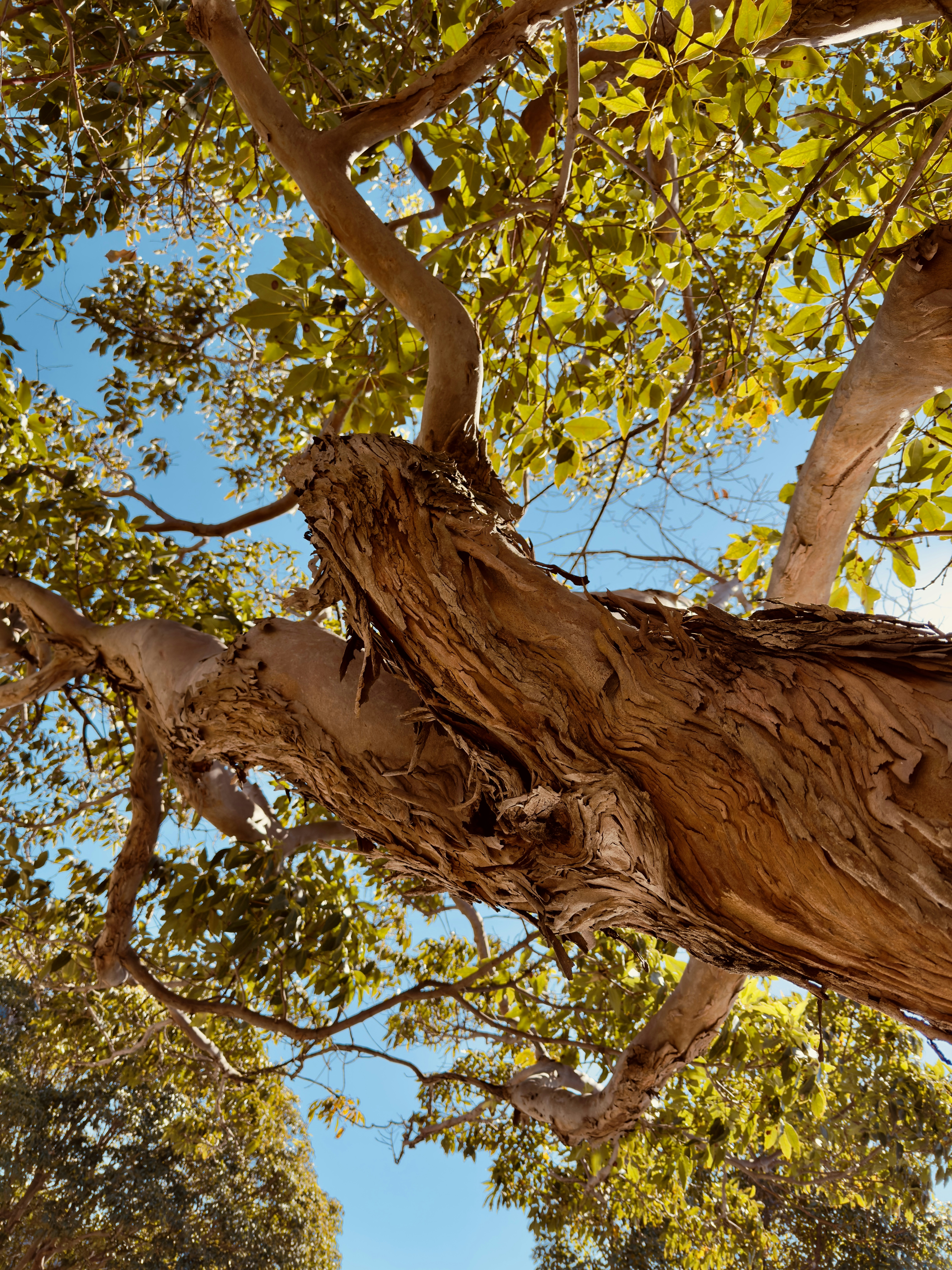 Looking up through a tree with textured bark.