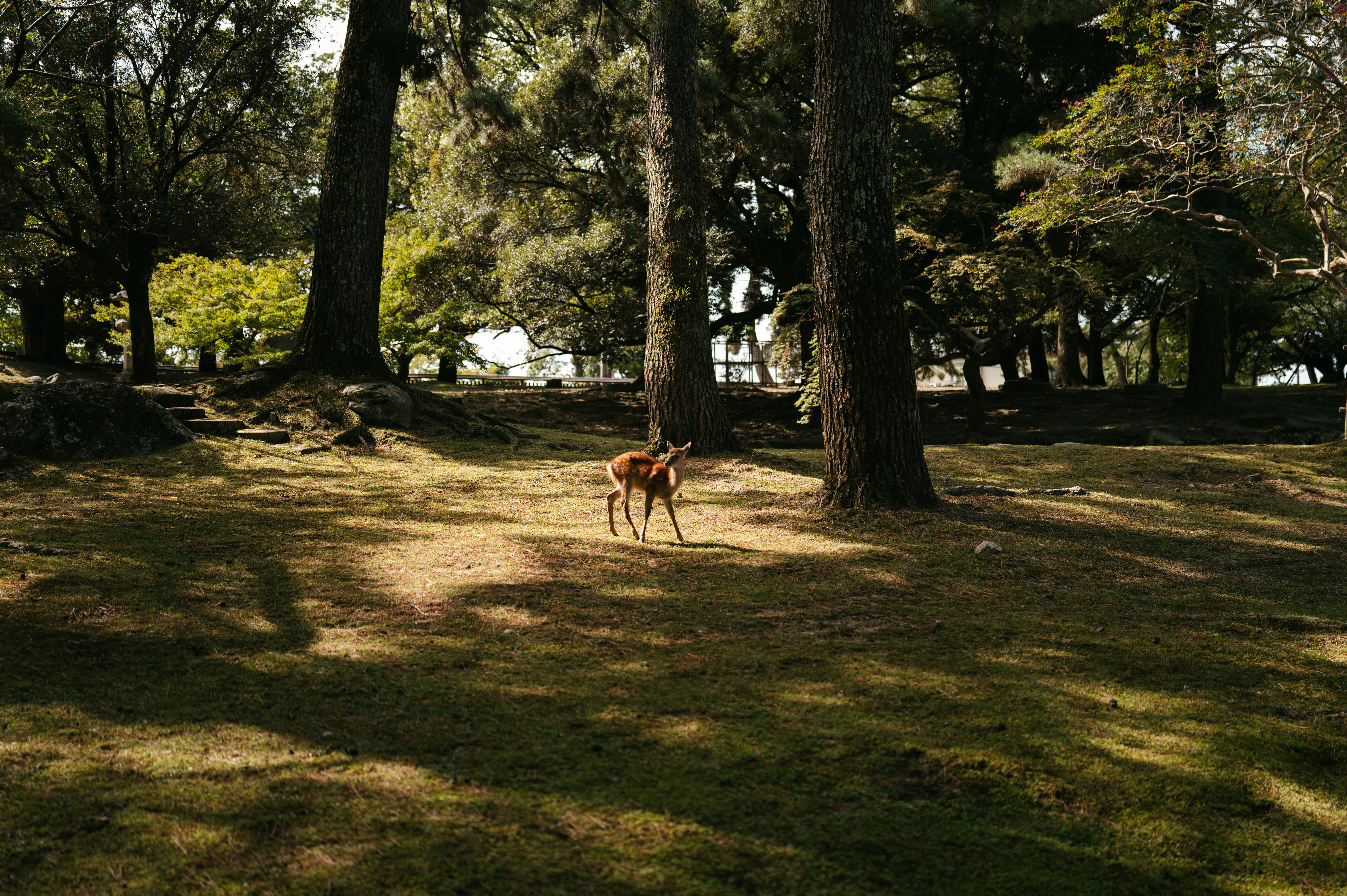 A Solitary Encounter in the Woodland Realm