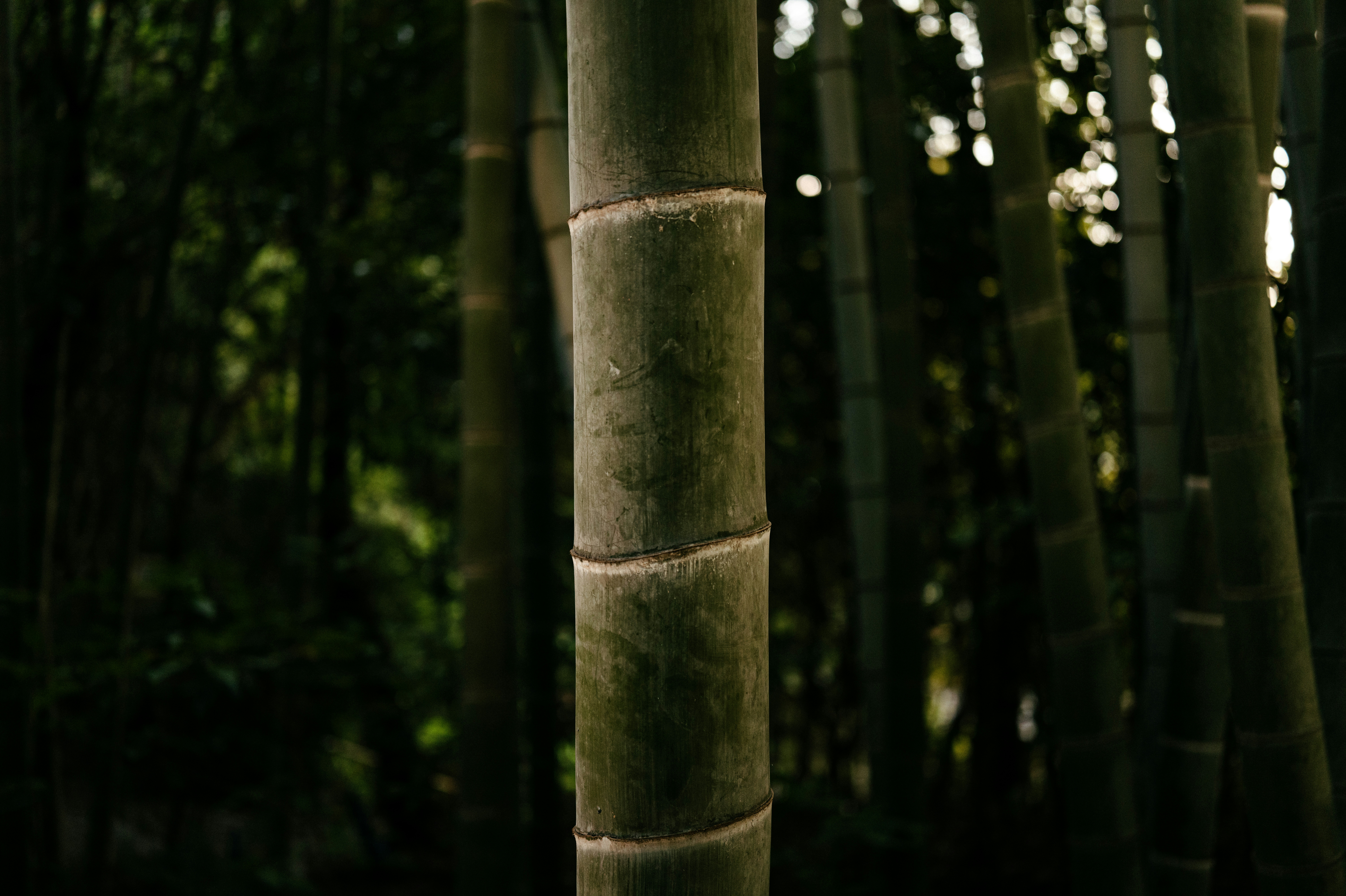 Whispers of the Bamboo Grove