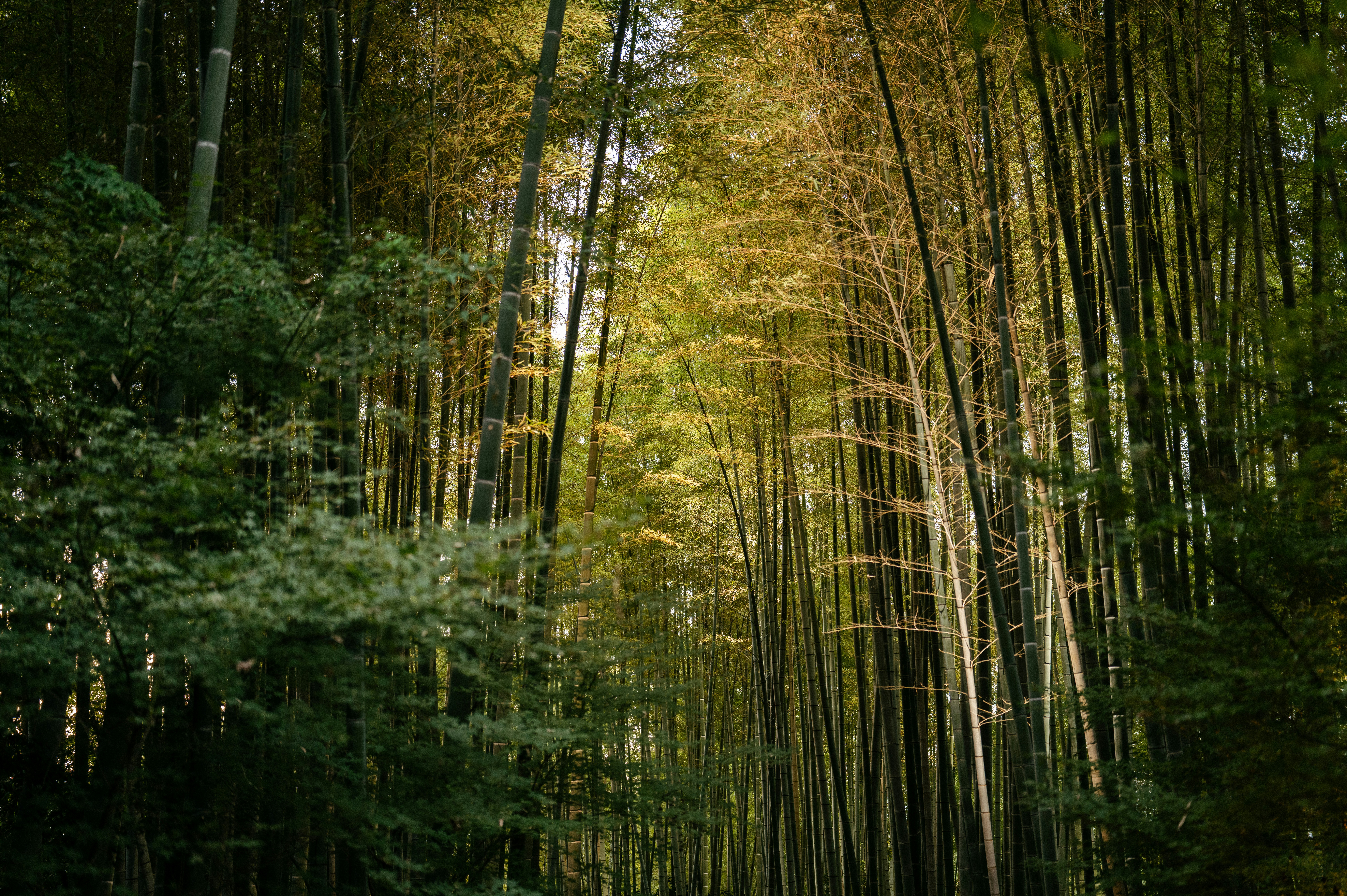 Whispers of the Bamboo Grove