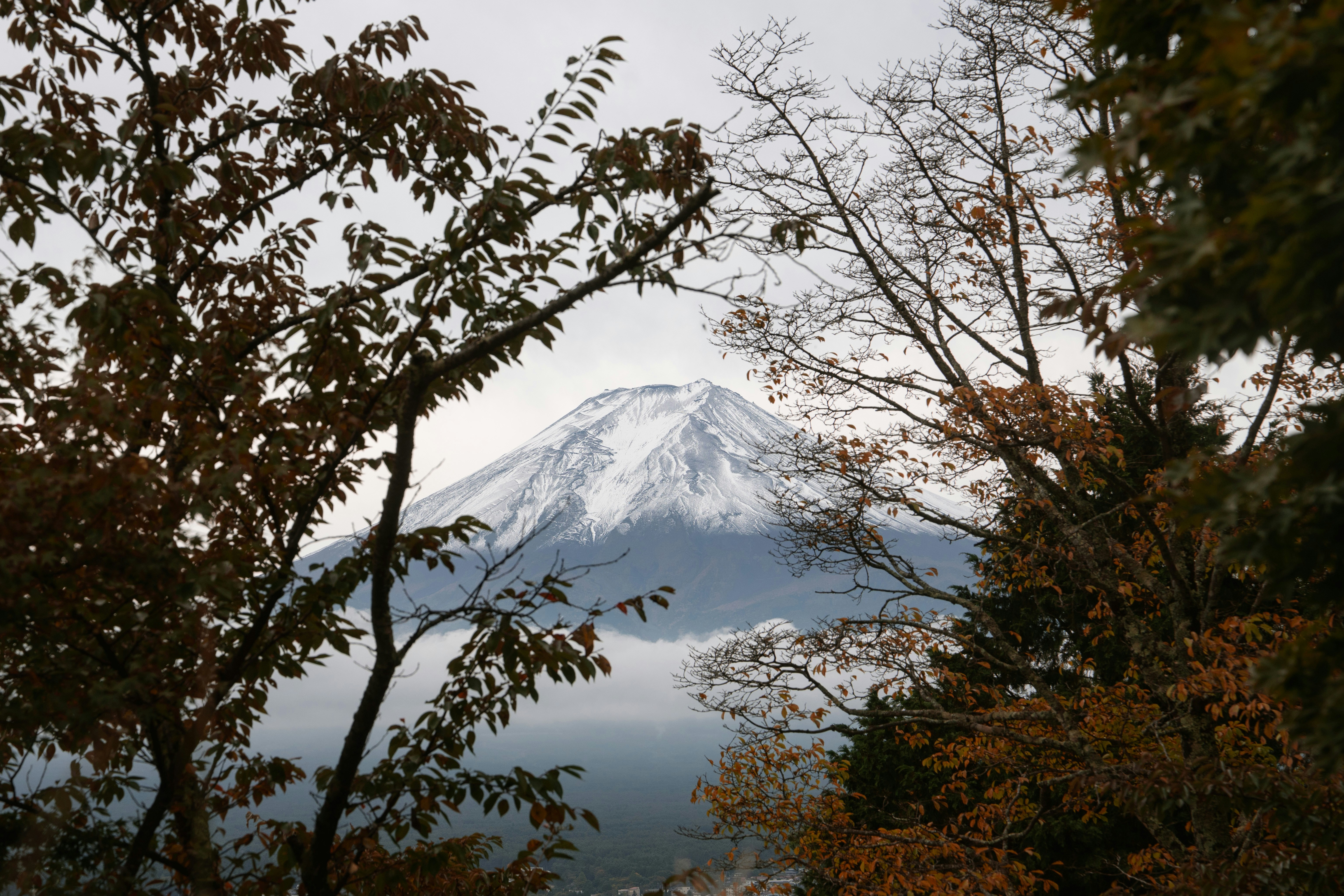 Framed Majesty: A Peak Through Nature's Canopy