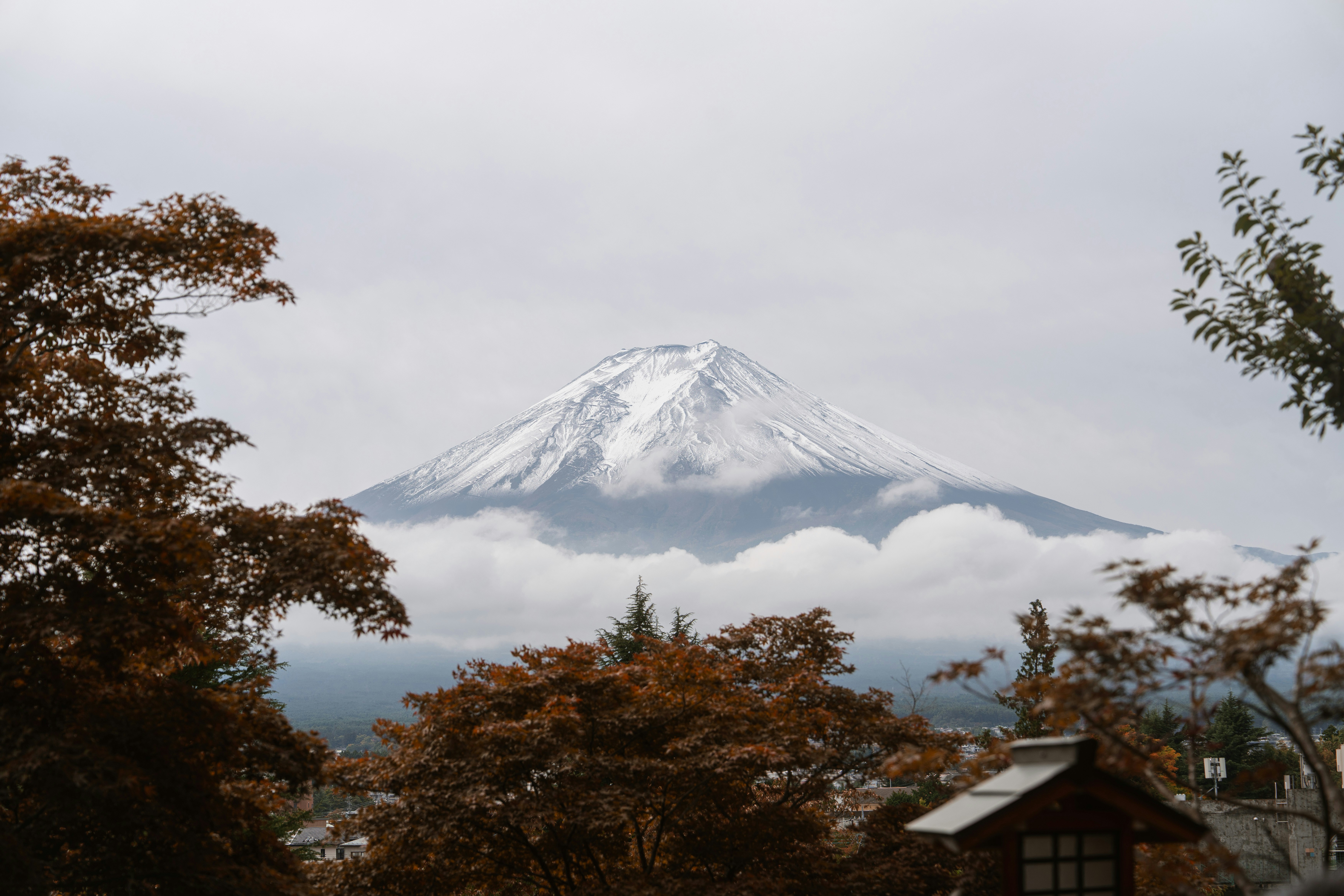 Snow-capped mount fuji framed by autumn trees