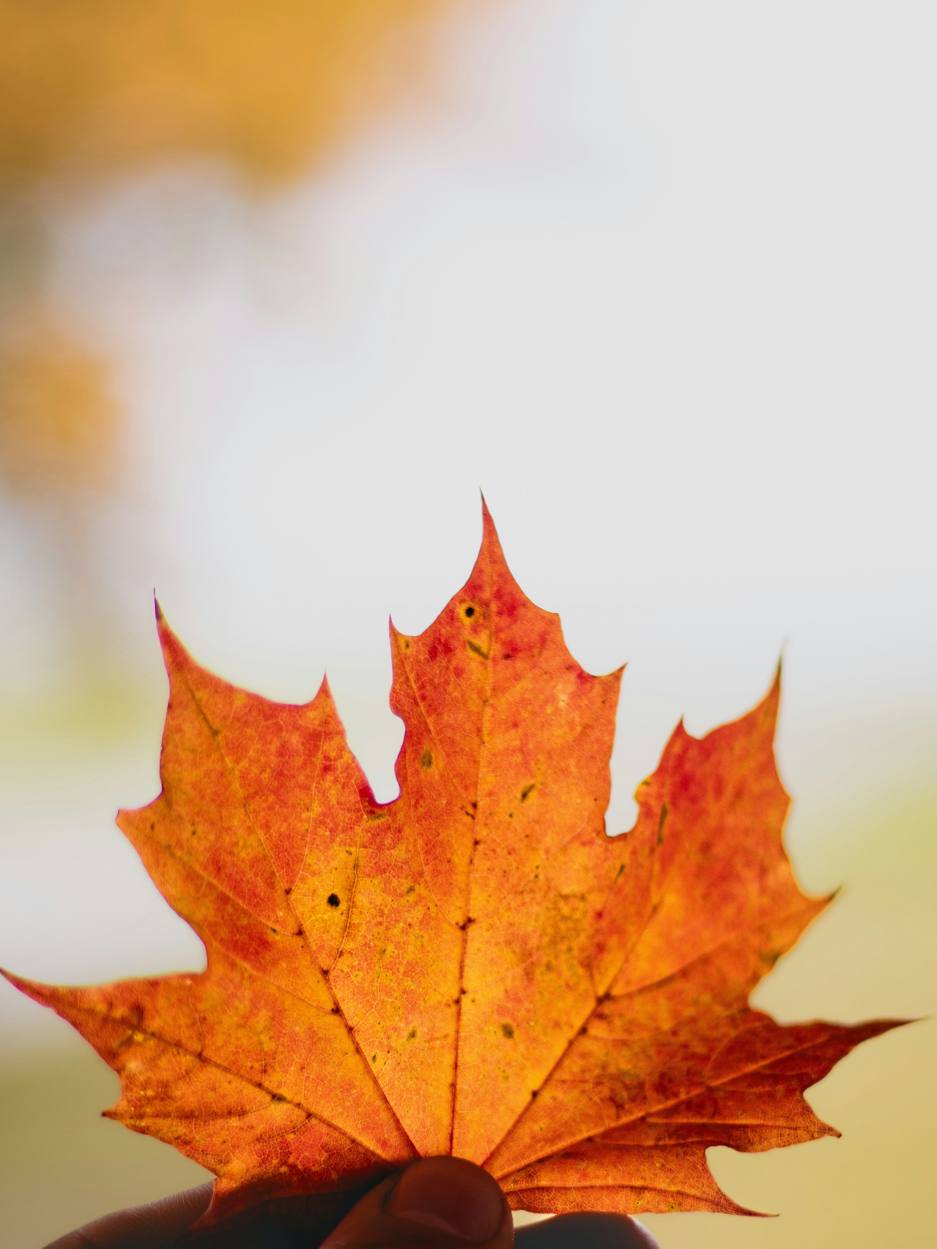 Autumn's Emblem: The Maple Leaf
