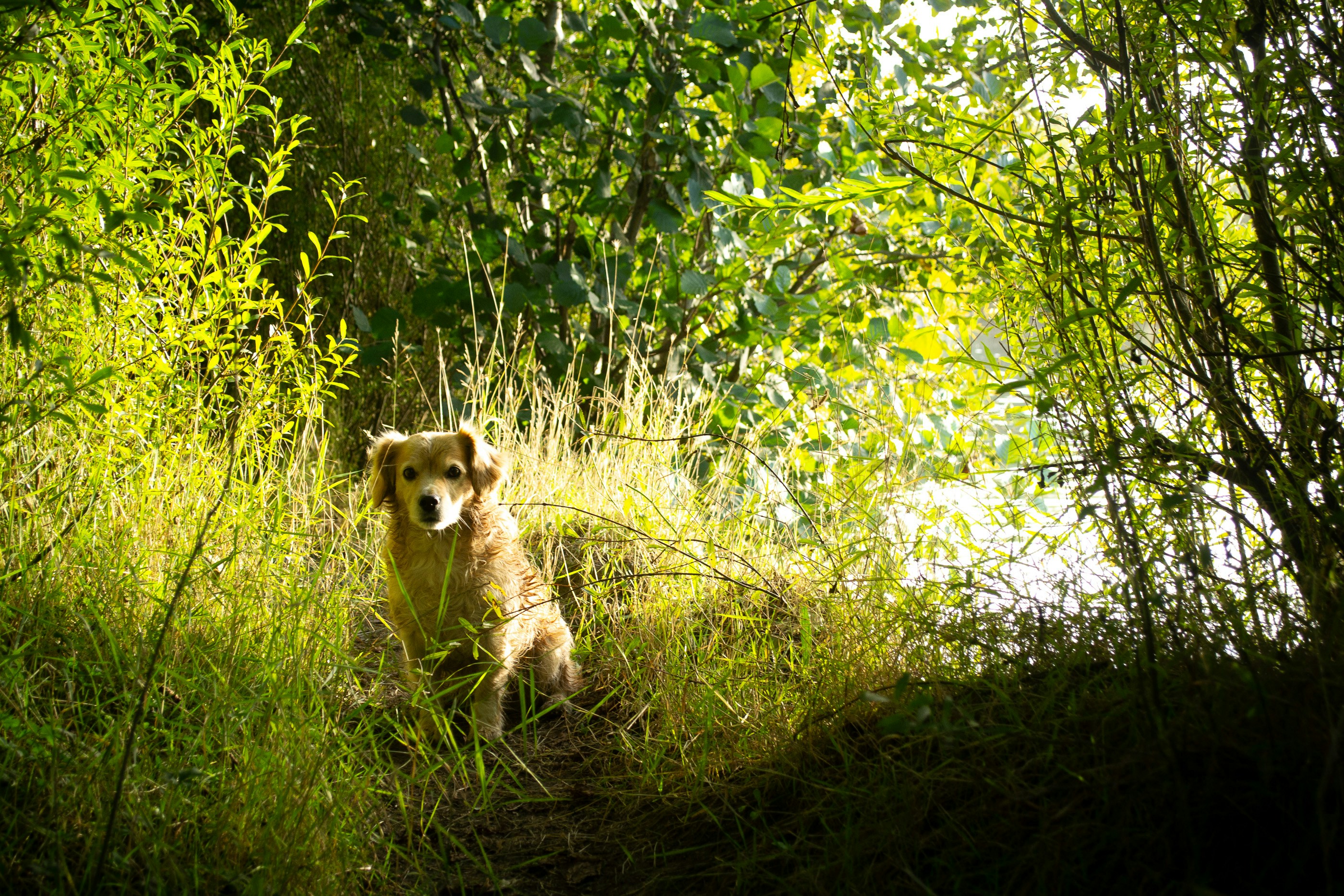 A golden dog sits quietly amidst tall grass and lush greenery, illuminated by soft light from a nearby water source.