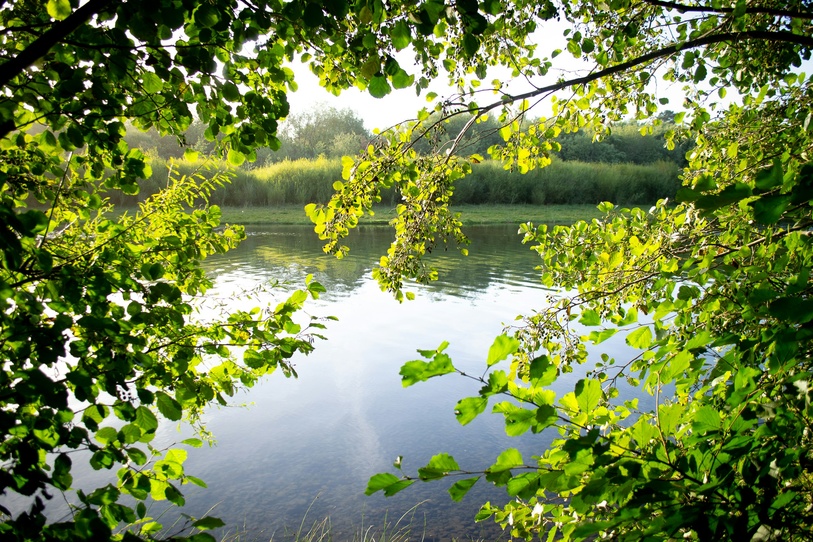 Nuevo mundo | Lush green trees framing a calm river in sunlight.