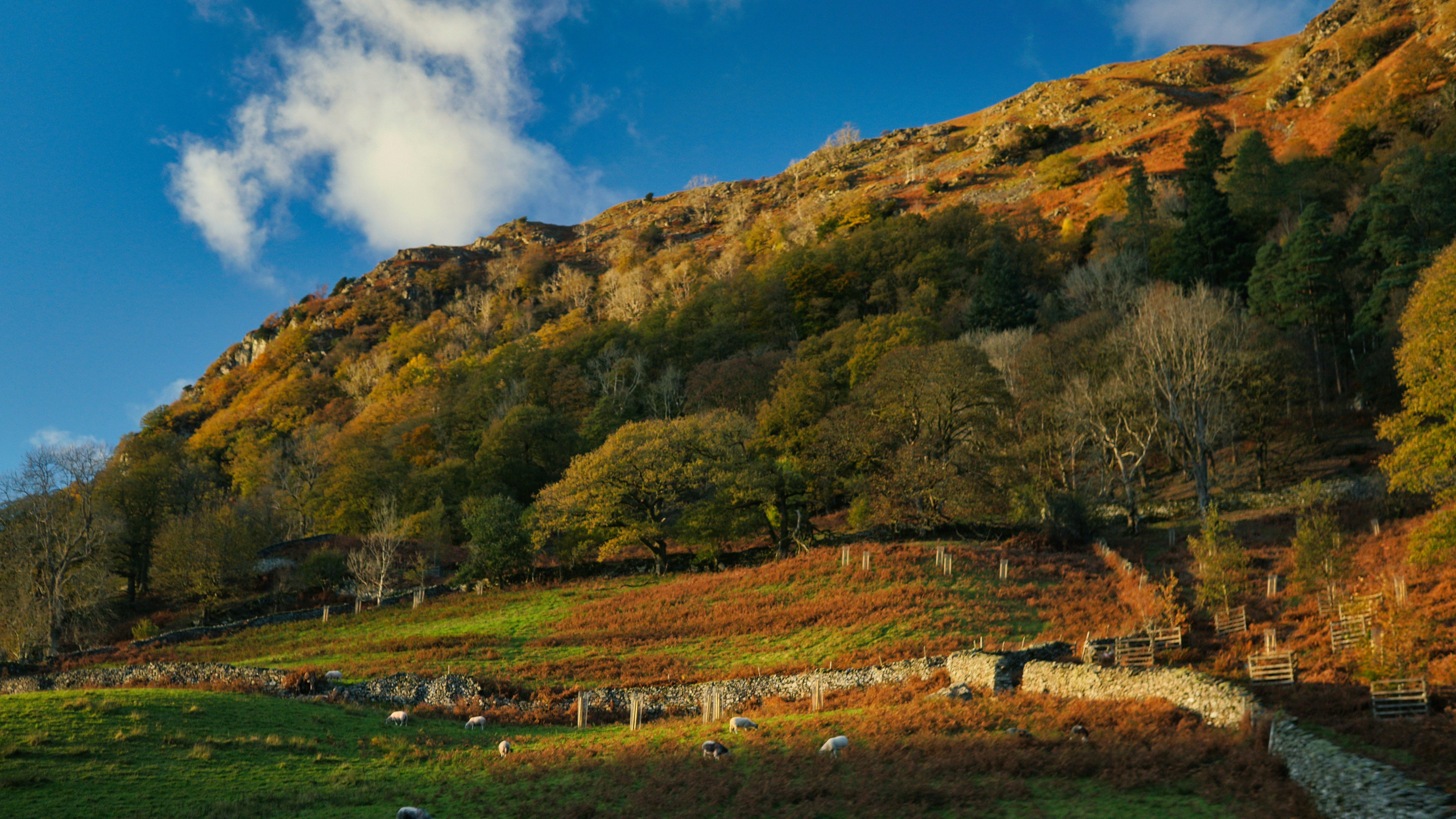 Autumn's Embrace on the HillsideDavid Lam