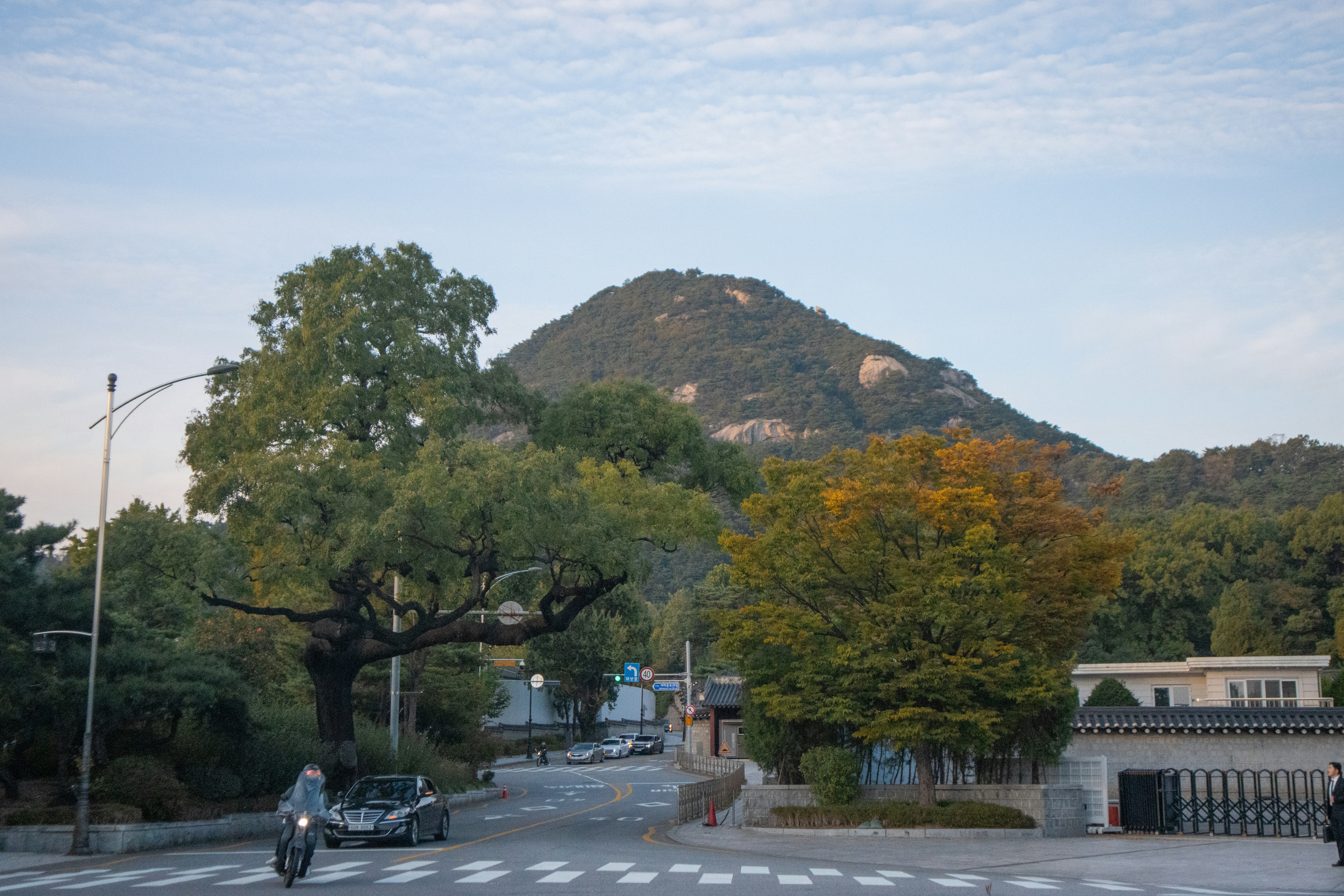 Urban Tranquility: Nature Meets City Life
