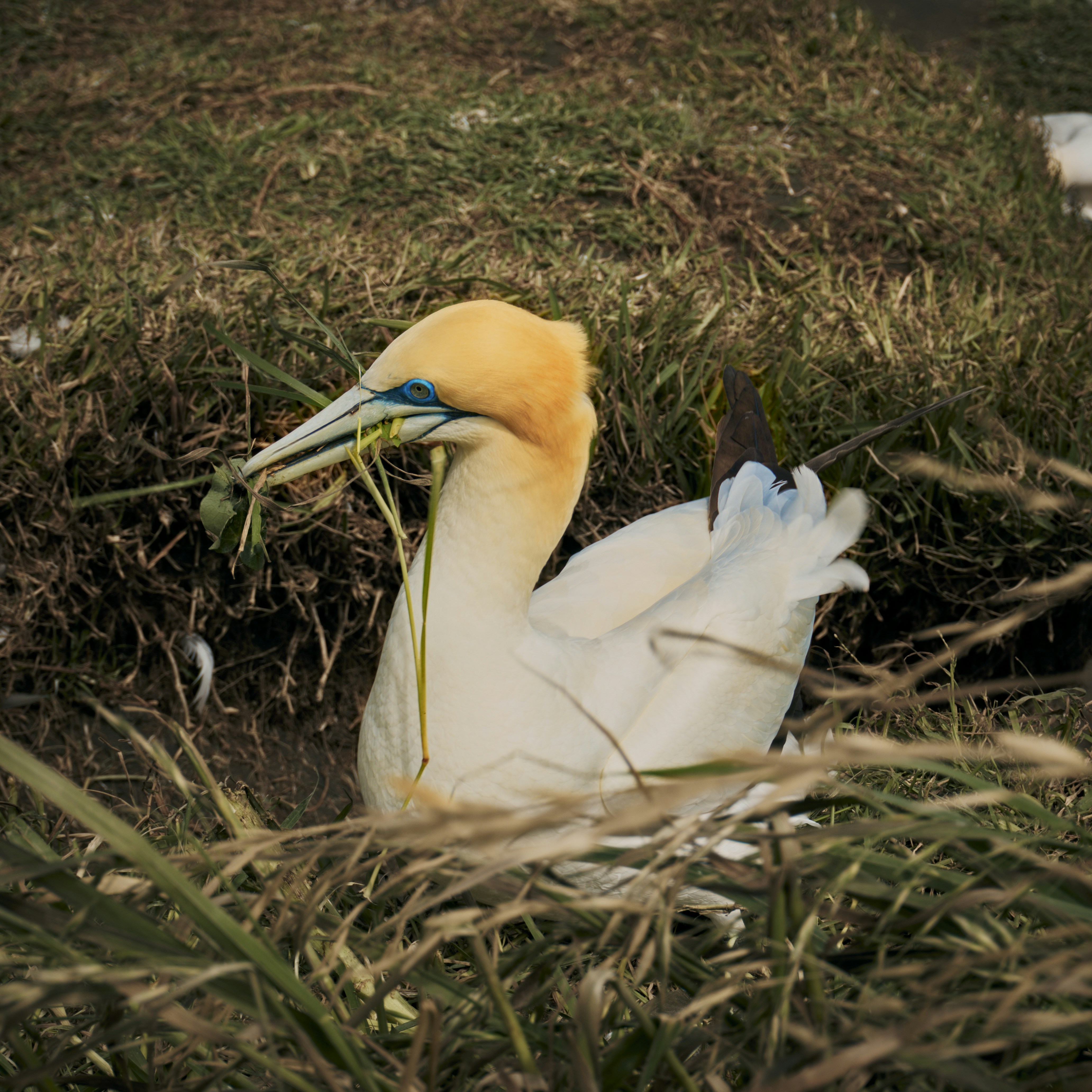 A white bird with a yellow head nesting in grass