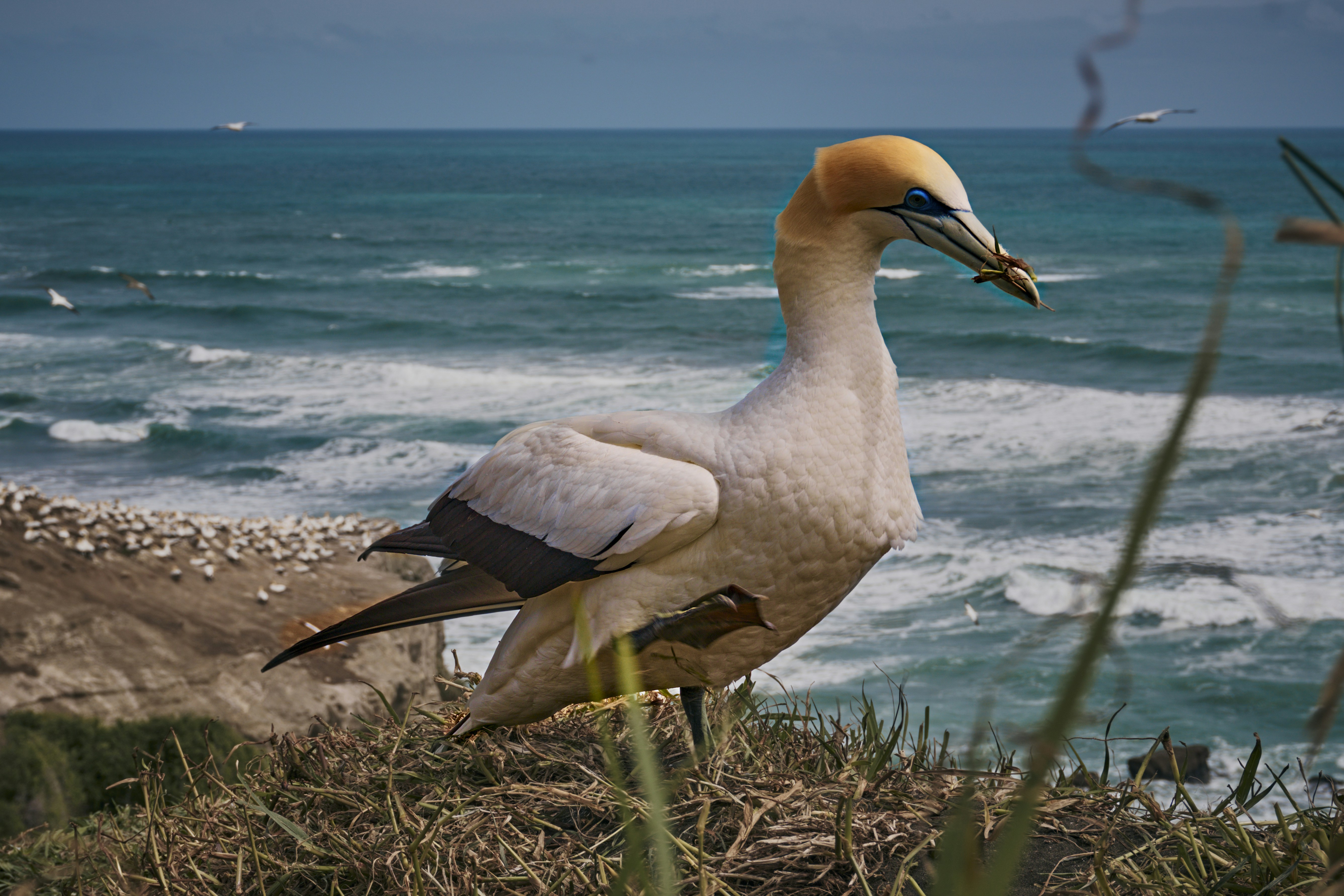 Gannet's Coastal Vigil: A Seabird's Perspective