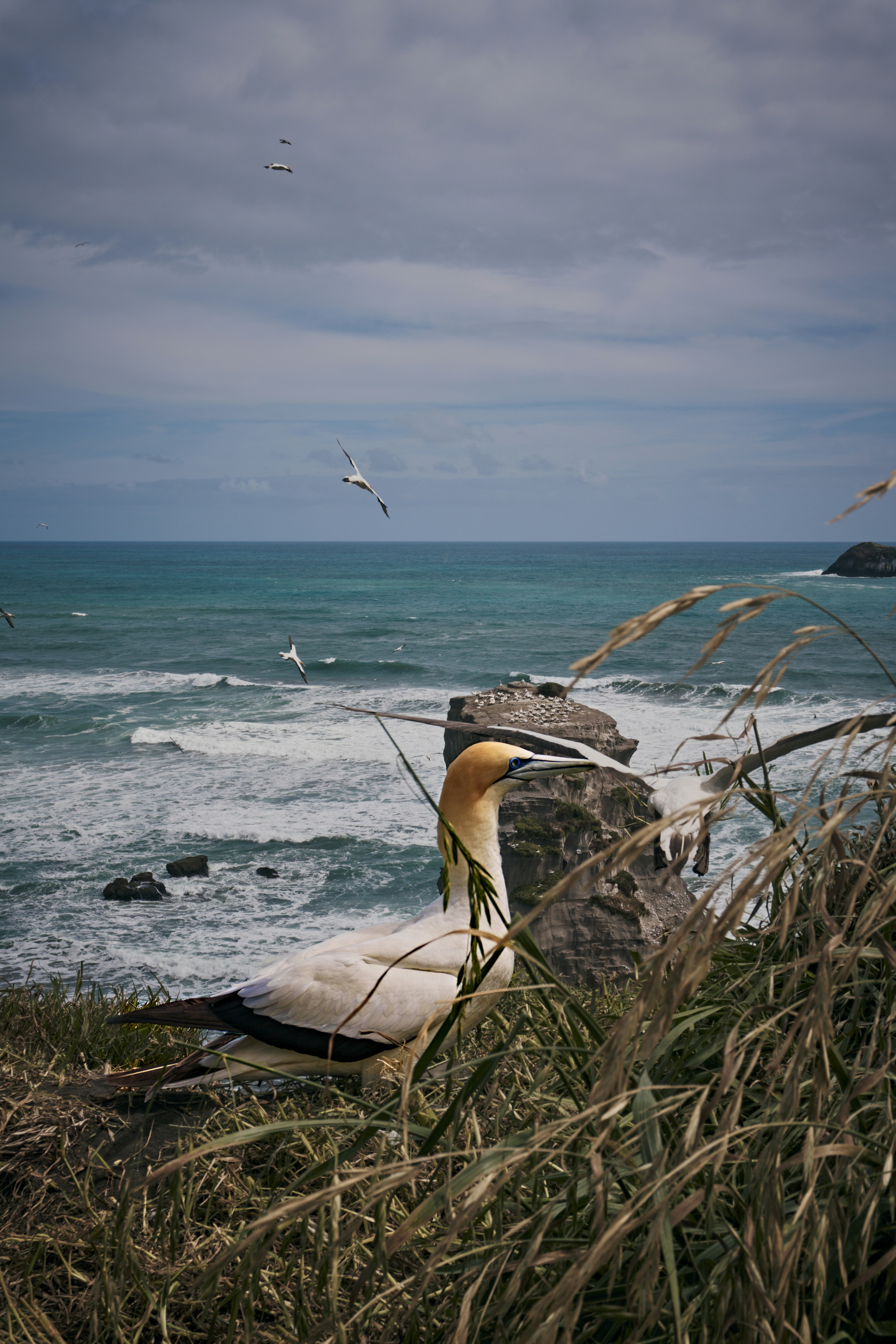 A gannet perched on a grassy cliff overlooking the ocean, with seabirds soaring in the background. Waves crash against the rocks below.