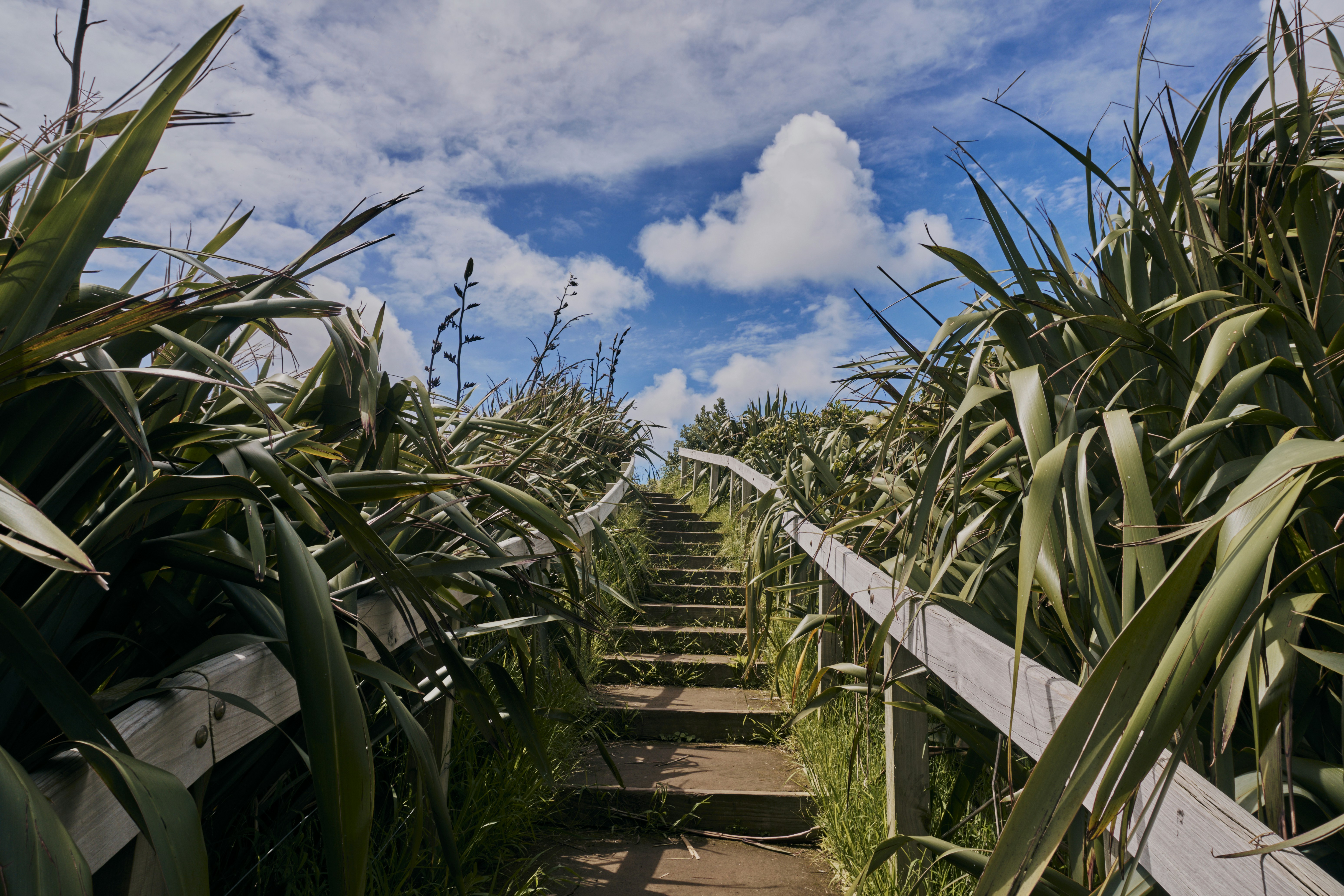 Wooden stairs leading up through lush green plants