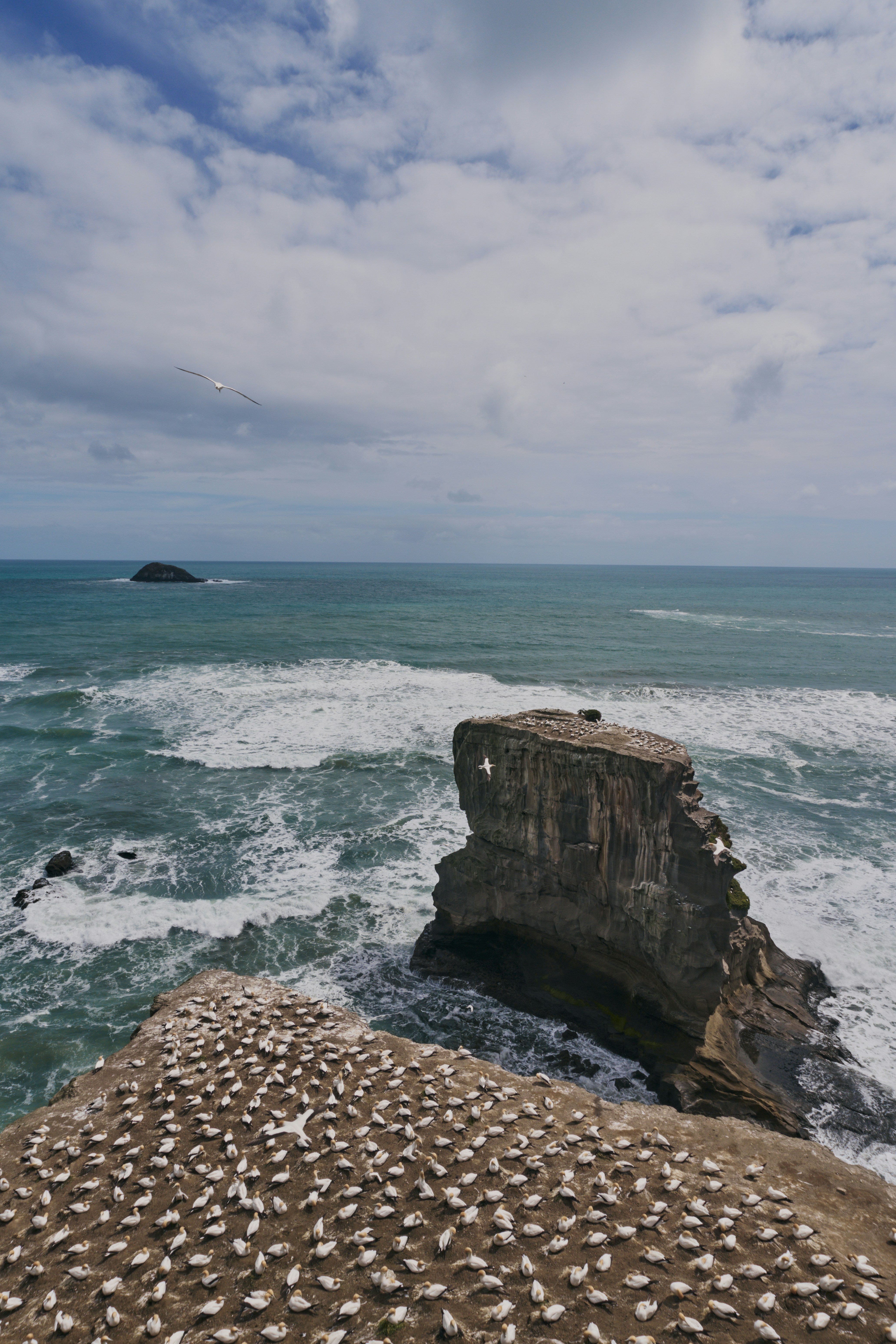Crowded seabird colony crowns a weathered sea stack