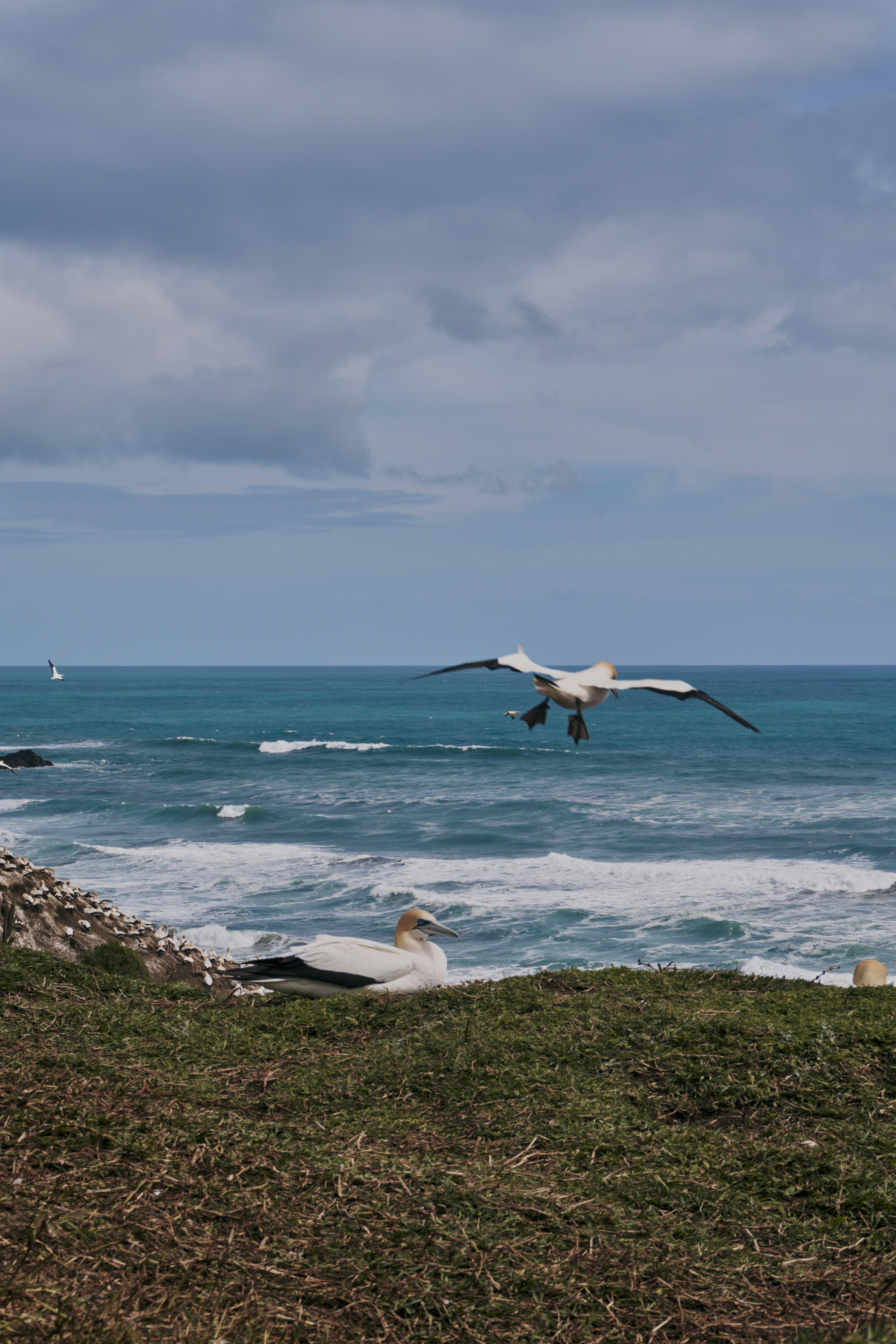 Gannets flying and resting by the ocean.