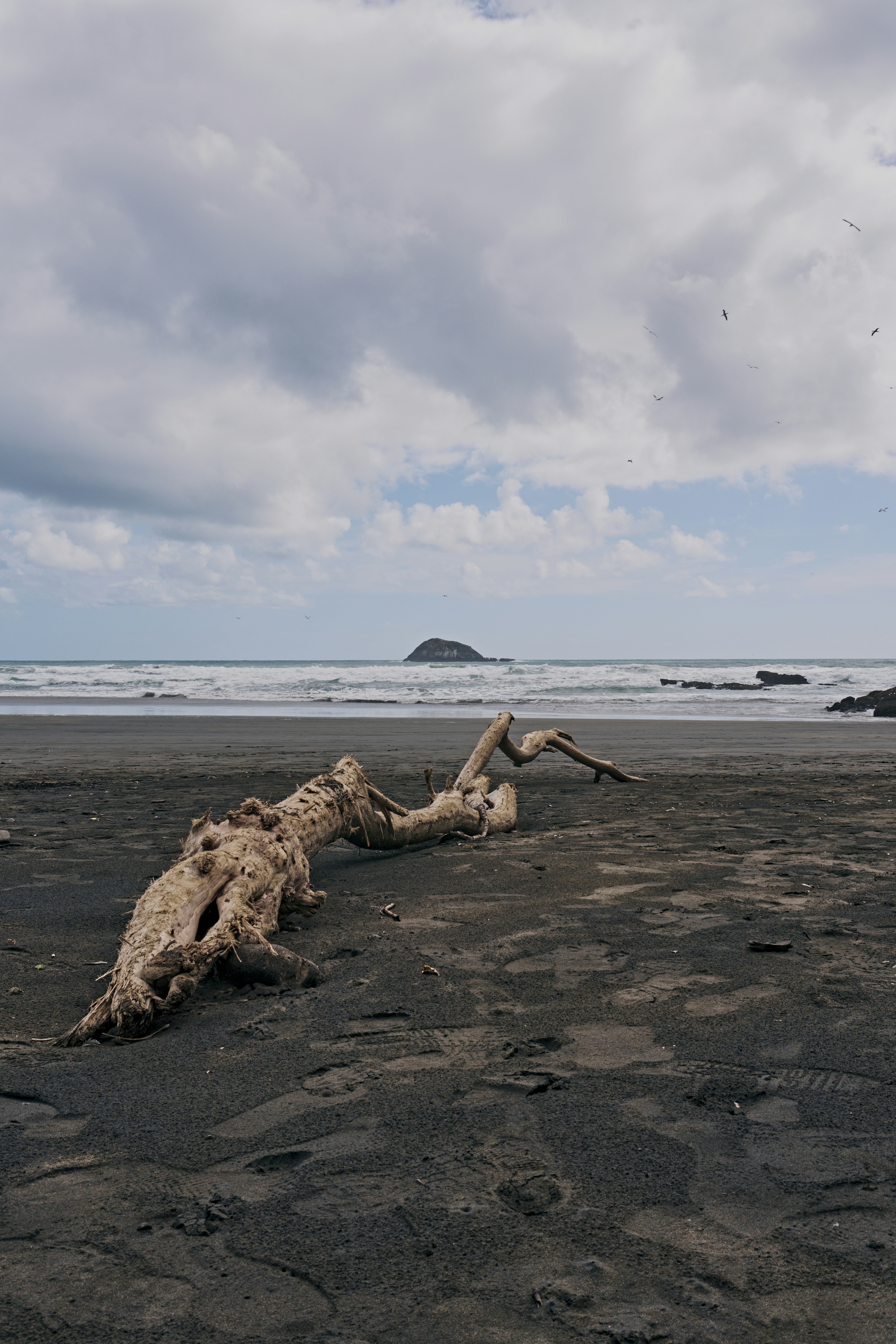 Nature's Driftwood: A Silent Witness to Time