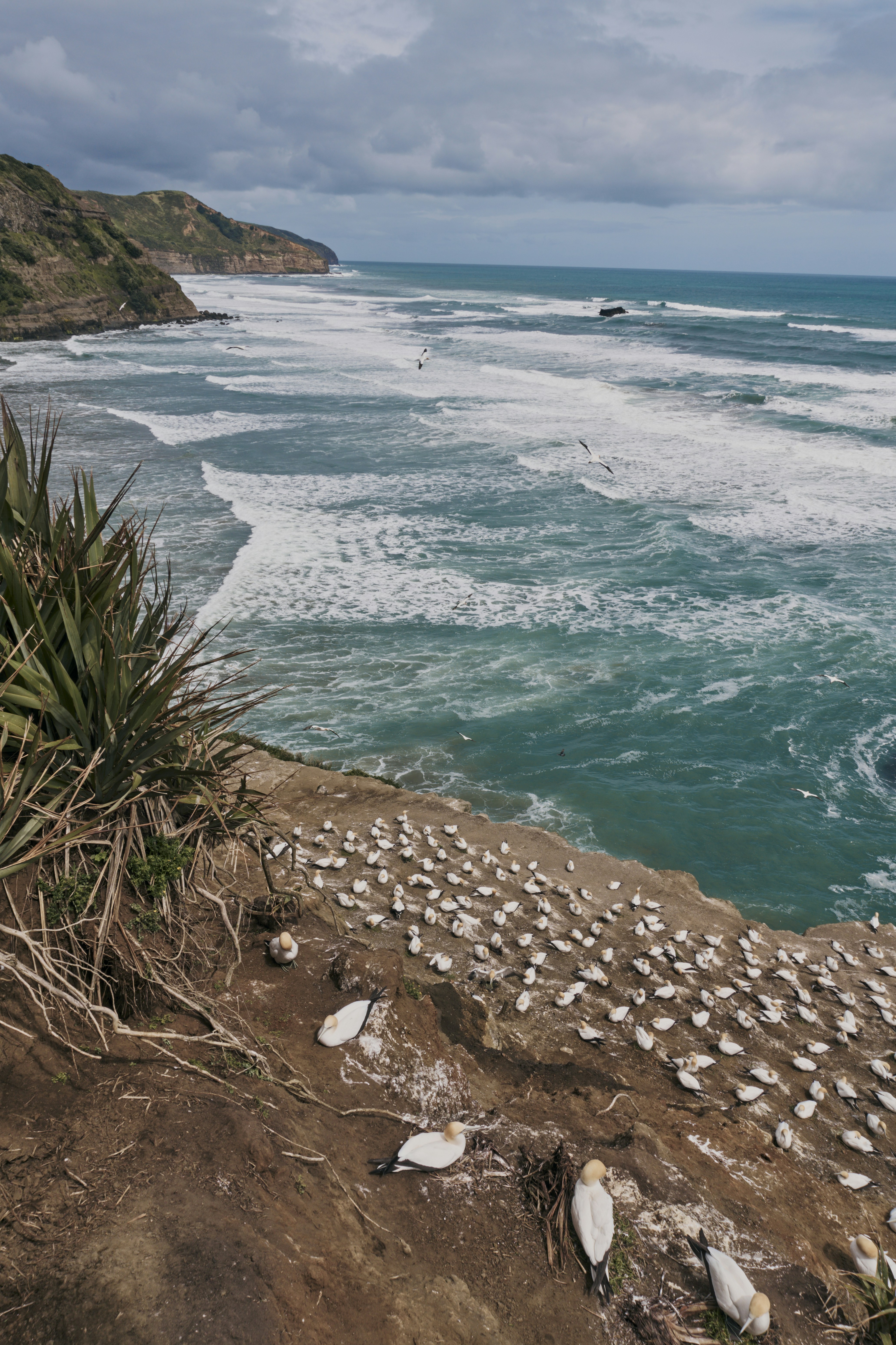 Cliffside Seabird Colony Over Turquoise Breakers