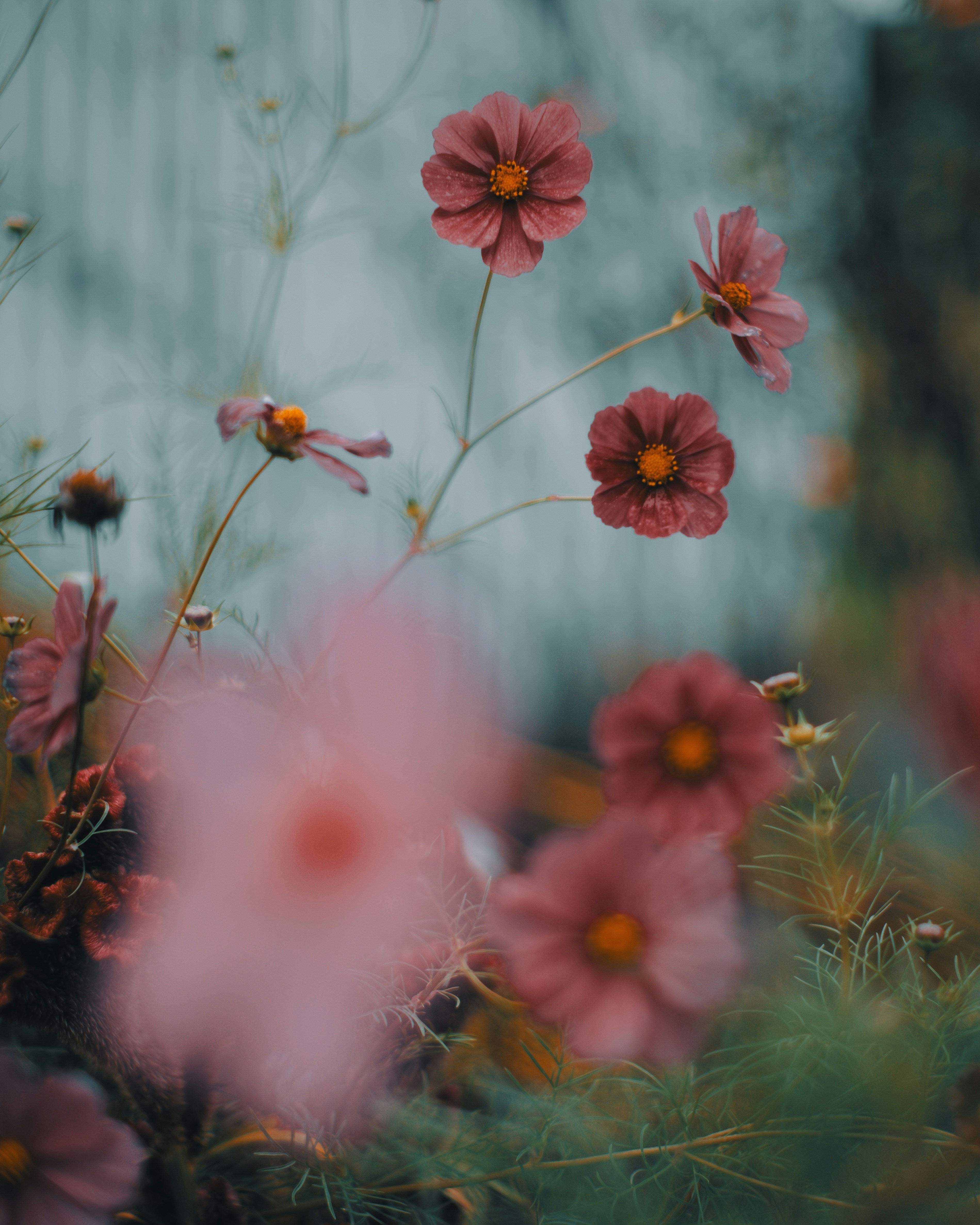 Pink cosmos flowers bloom in a garden.