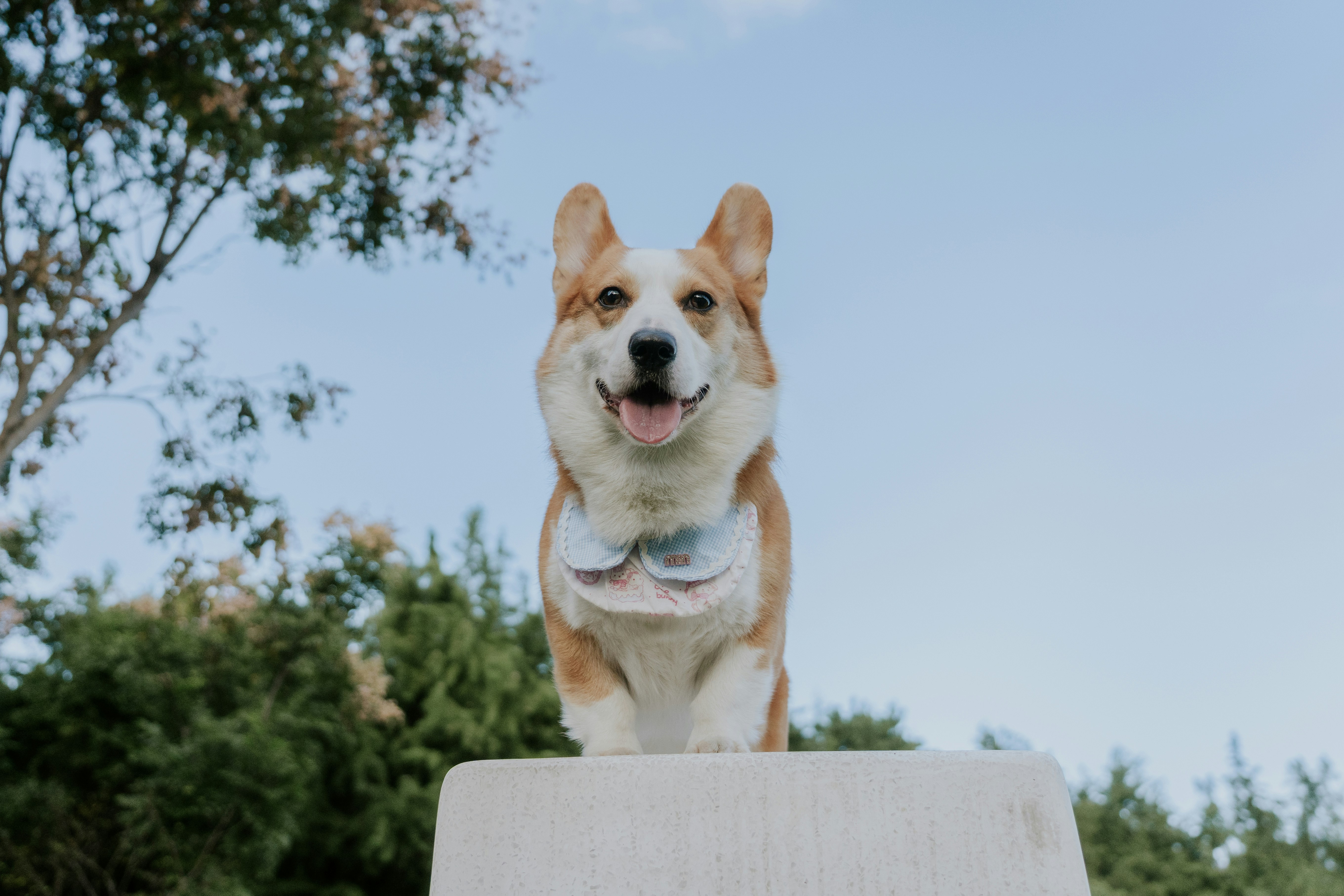 A corgi dog wearing a decorative bandana stands on an outdoor platform, with trees and a blue sky in the background, tongue out and looking happily at the camera, presenting a cute and cheerful appearance in nature. | A happy corgi dog wearing a bandana outdoors.