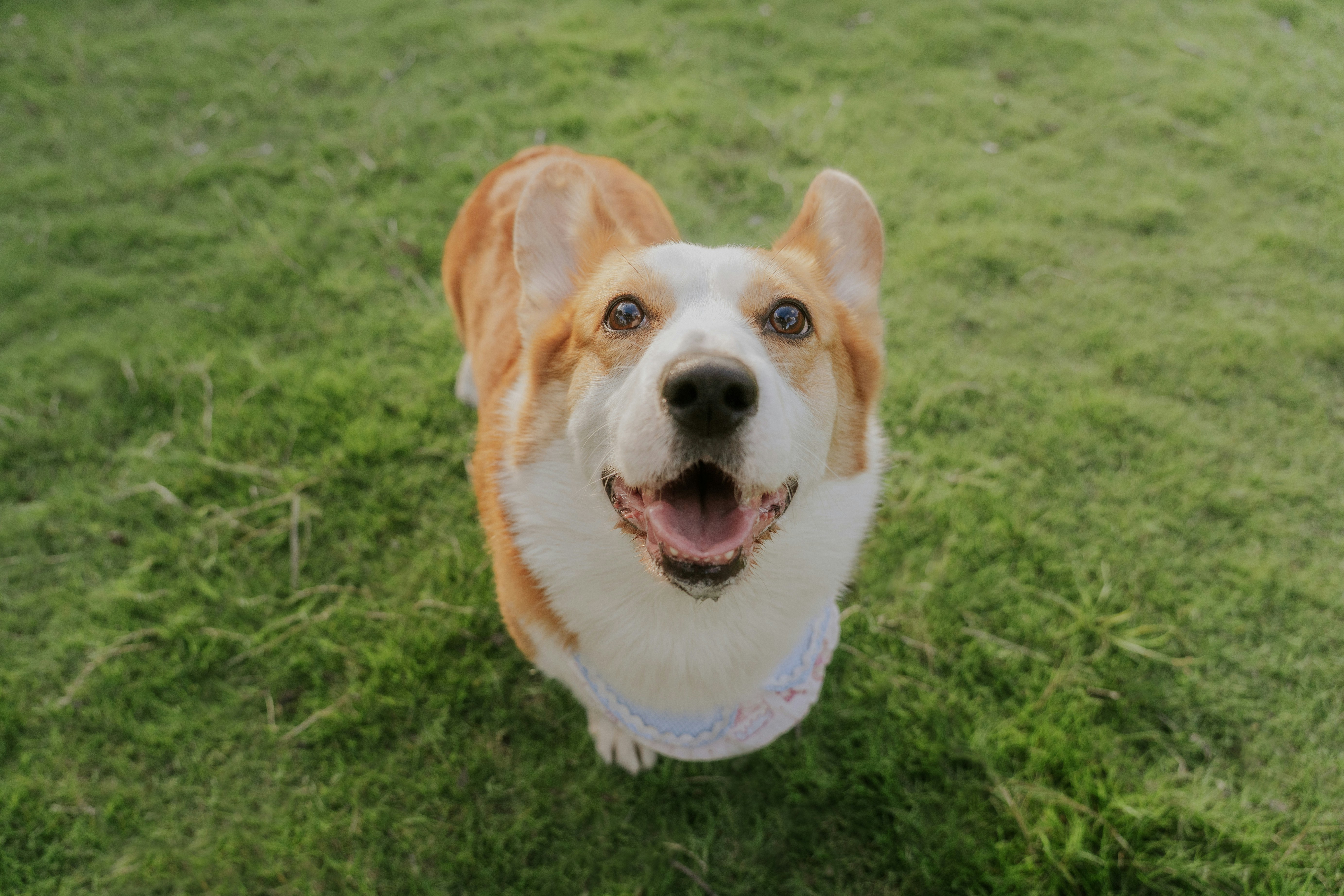 A top - view shot of a corgi dog wearing a bandana standing on a green grass lawn outdoors in a park, looking happily at the camera with its mouth open, showcasing a cute and joyful moment in nature. | A happy corgi dog sitting on green grass
