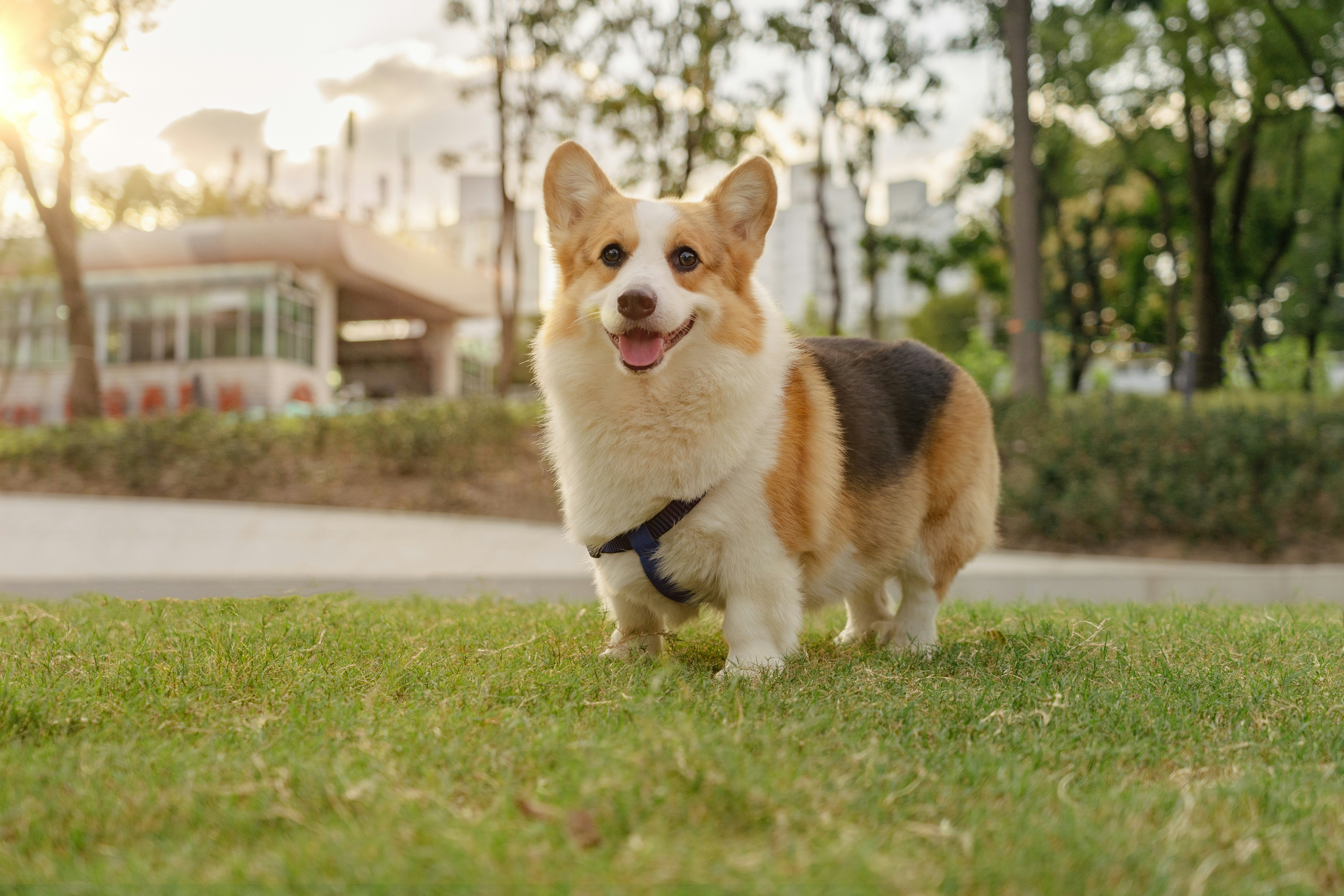 A corgi dog wearing a blue harness stands on a green grass lawn outdoors in a park, with a cityscape and trees in the background during sunset, tongue out and looking happily at the camera, presenting a cute and cheerful scene in an urban natural setting. | A happy corgi dog standing on grass in a park.