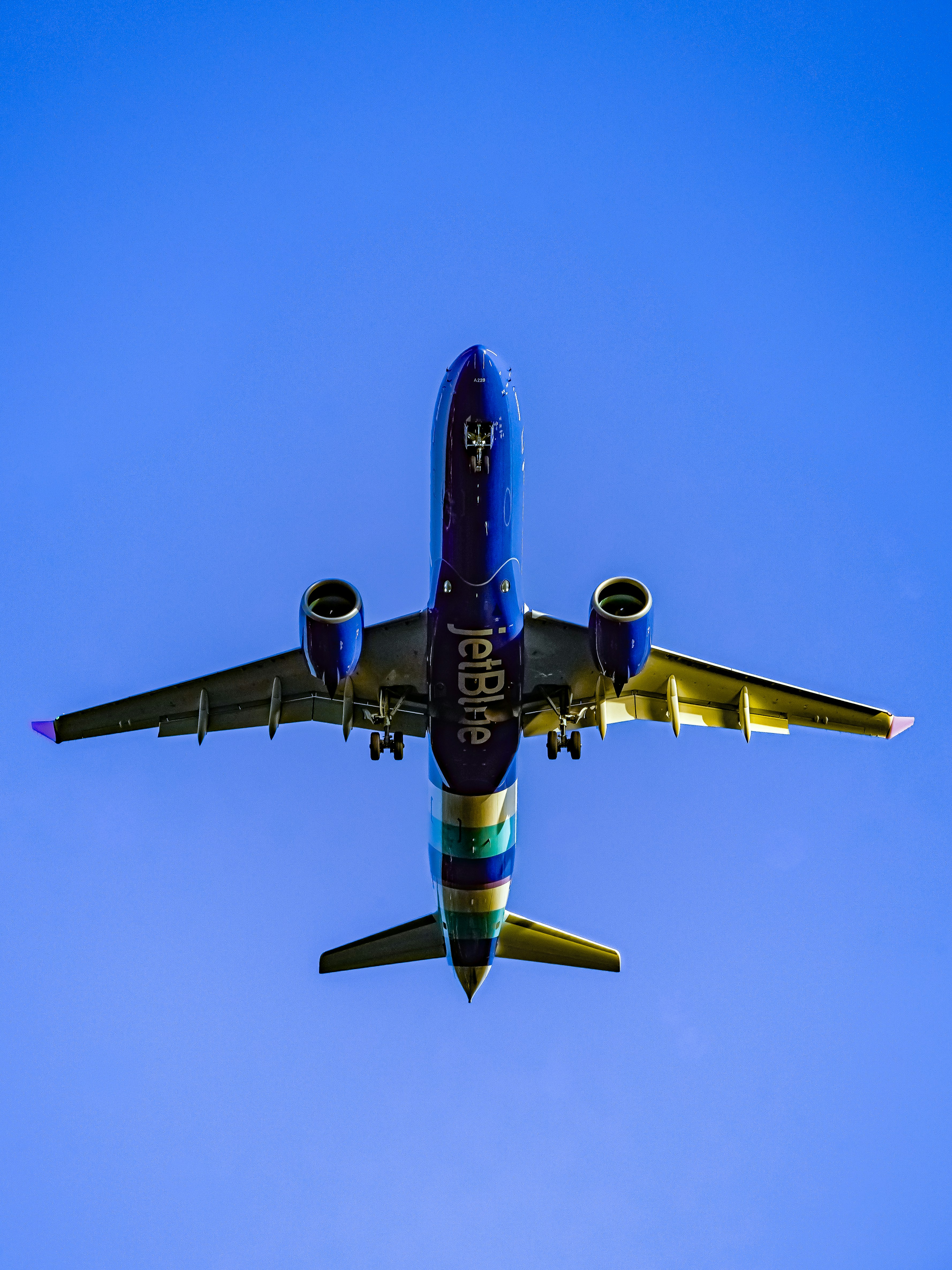 Aerial Symphony: The Dance of Flight