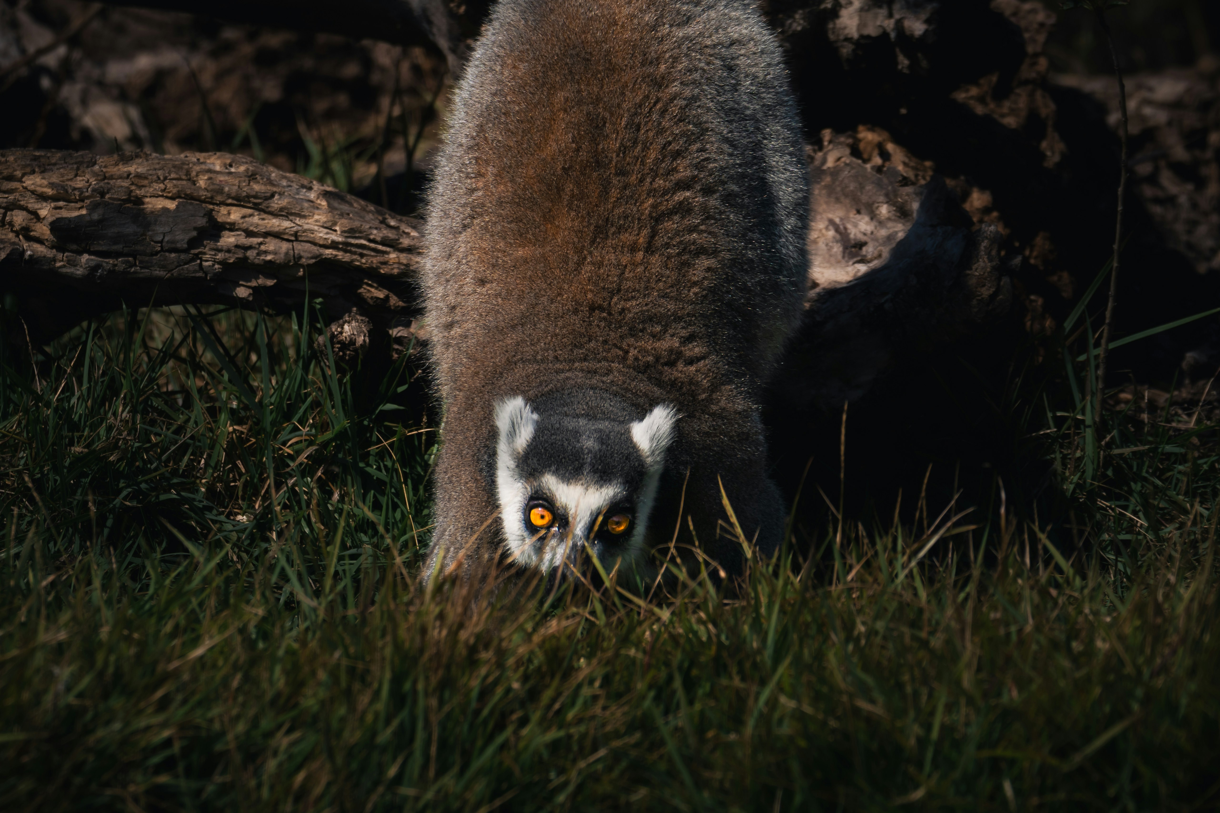 The Watchful Gaze of the Ring-tailed Lemur