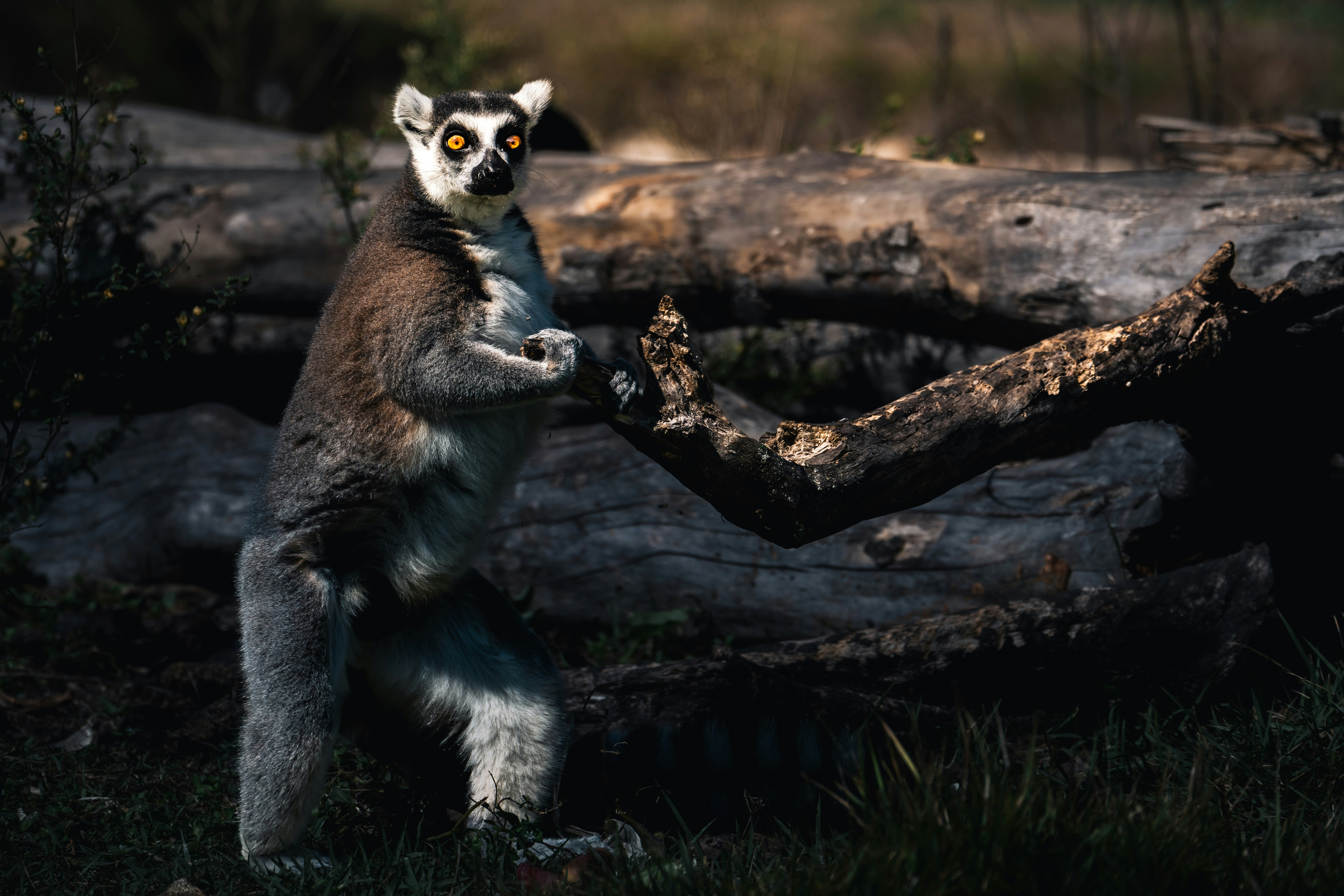 Nocturnal Gaze by the Log: A Lemur Reigns in Shadow