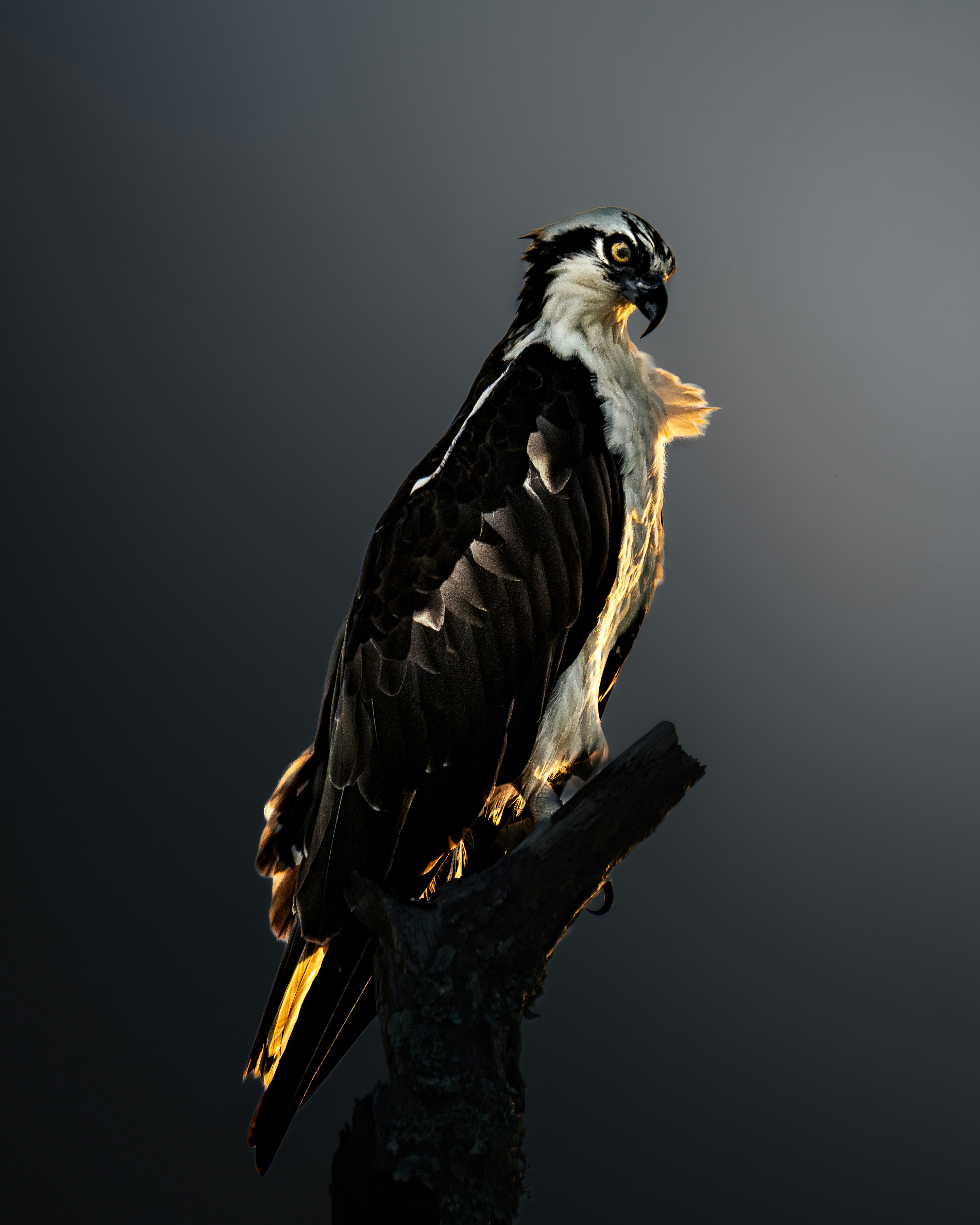 Majestic Sentinel of the Skies