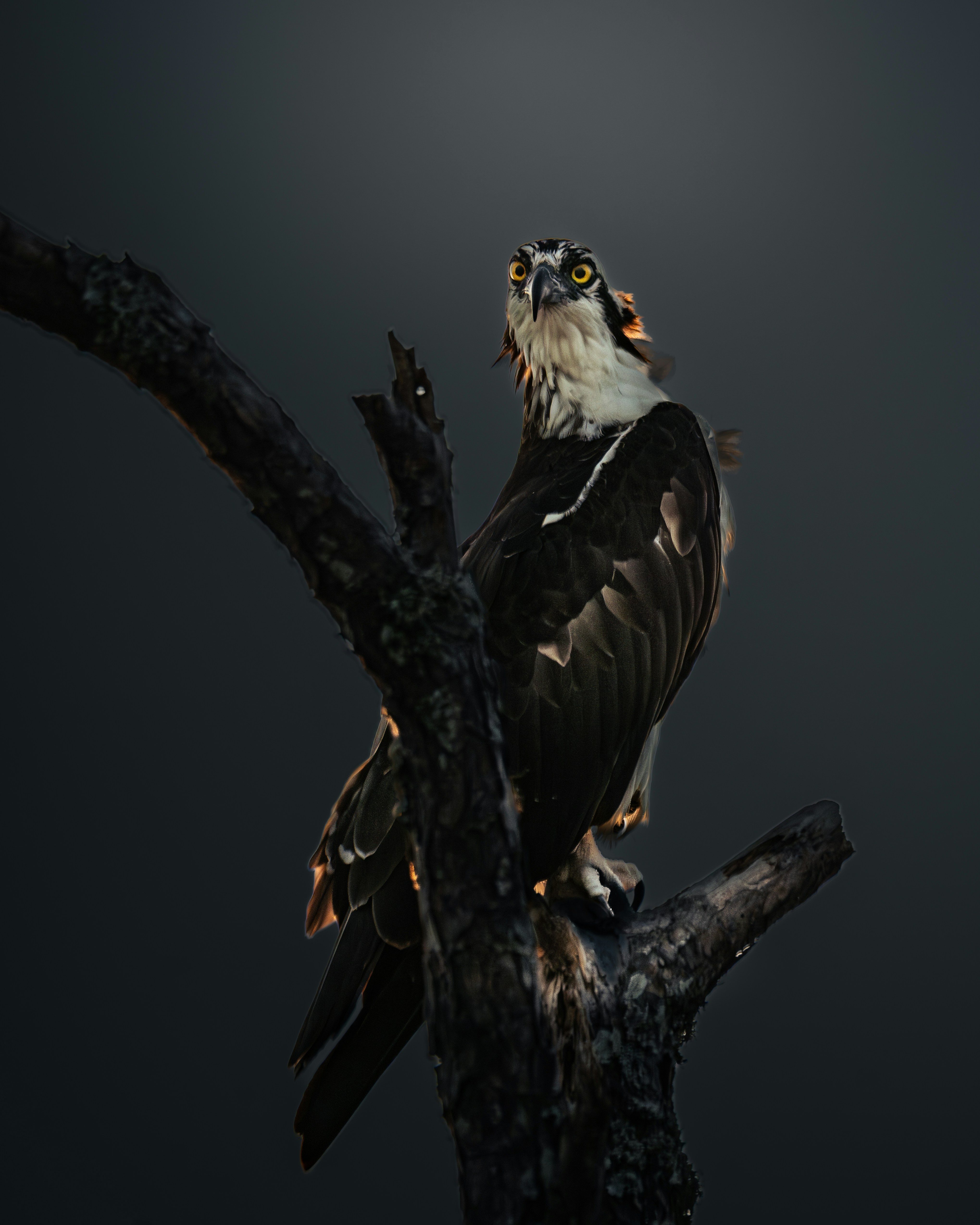 A majestic osprey bird of prey perched on a branch in warm golden sunset light, isolated against a smooth gradient background | An osprey perched on a bare tree branch