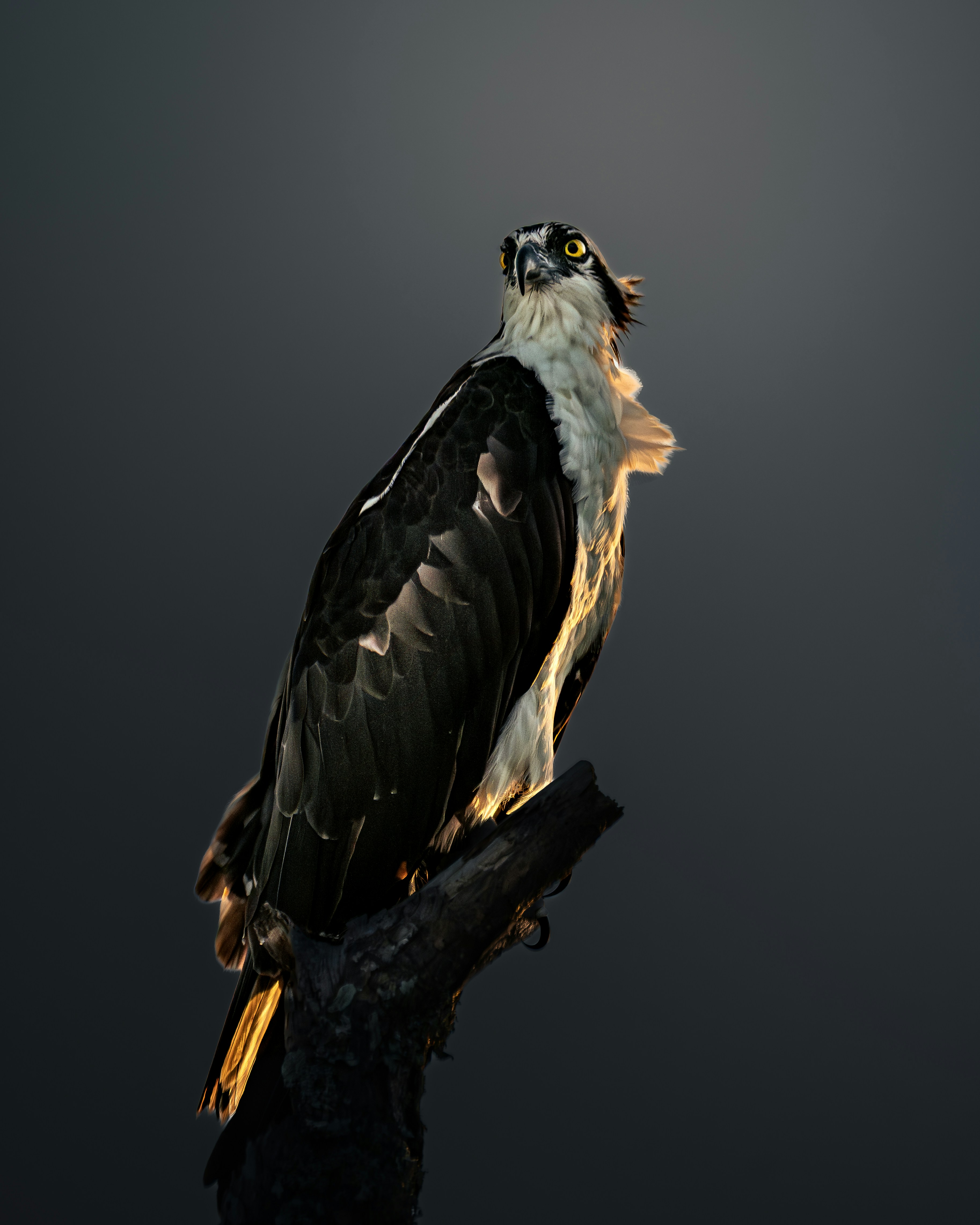 A majestic osprey bird of prey perched on a branch in warm golden sunset light, isolated against a smooth gradient background