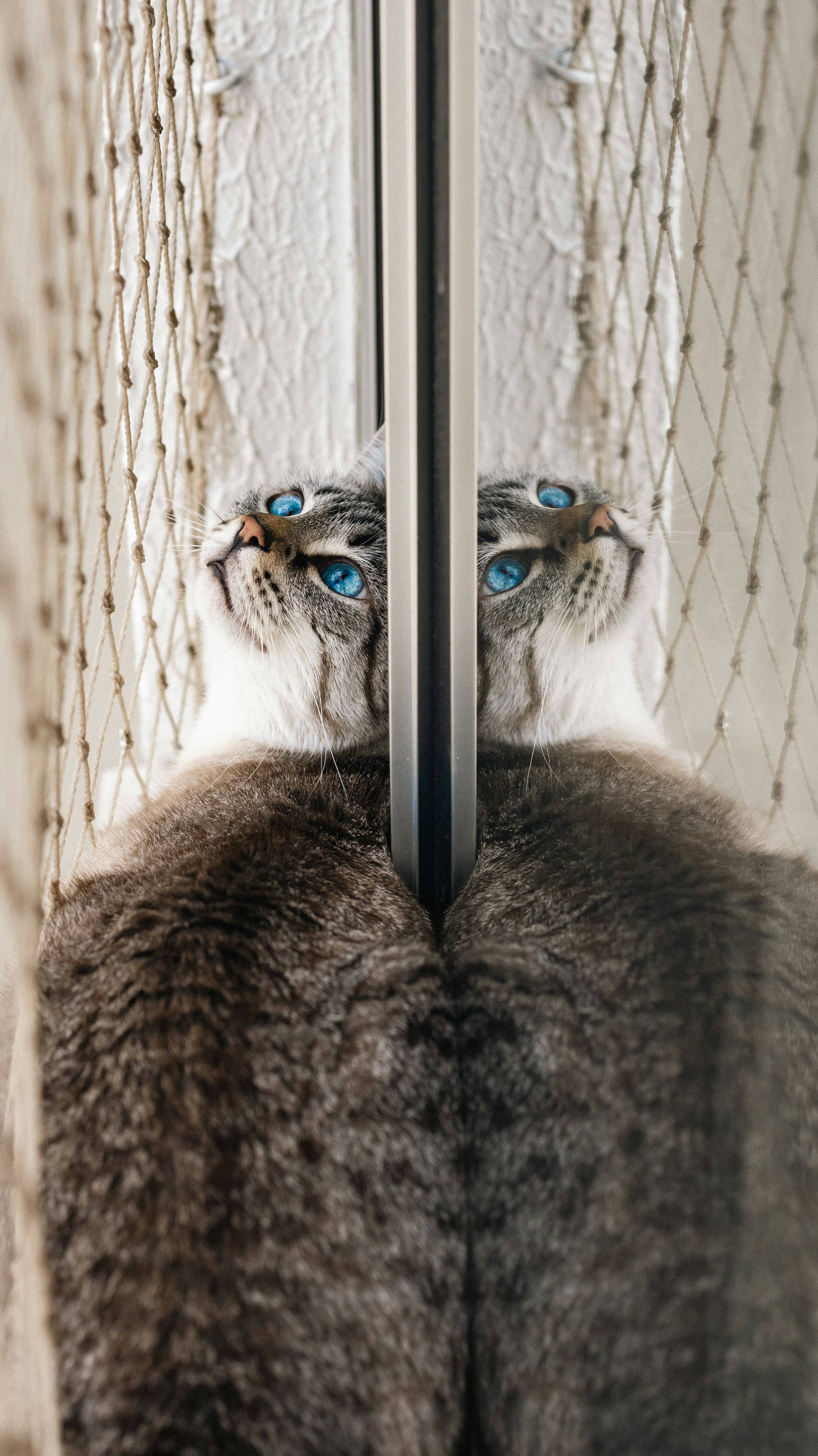 Reflections of Curiosity