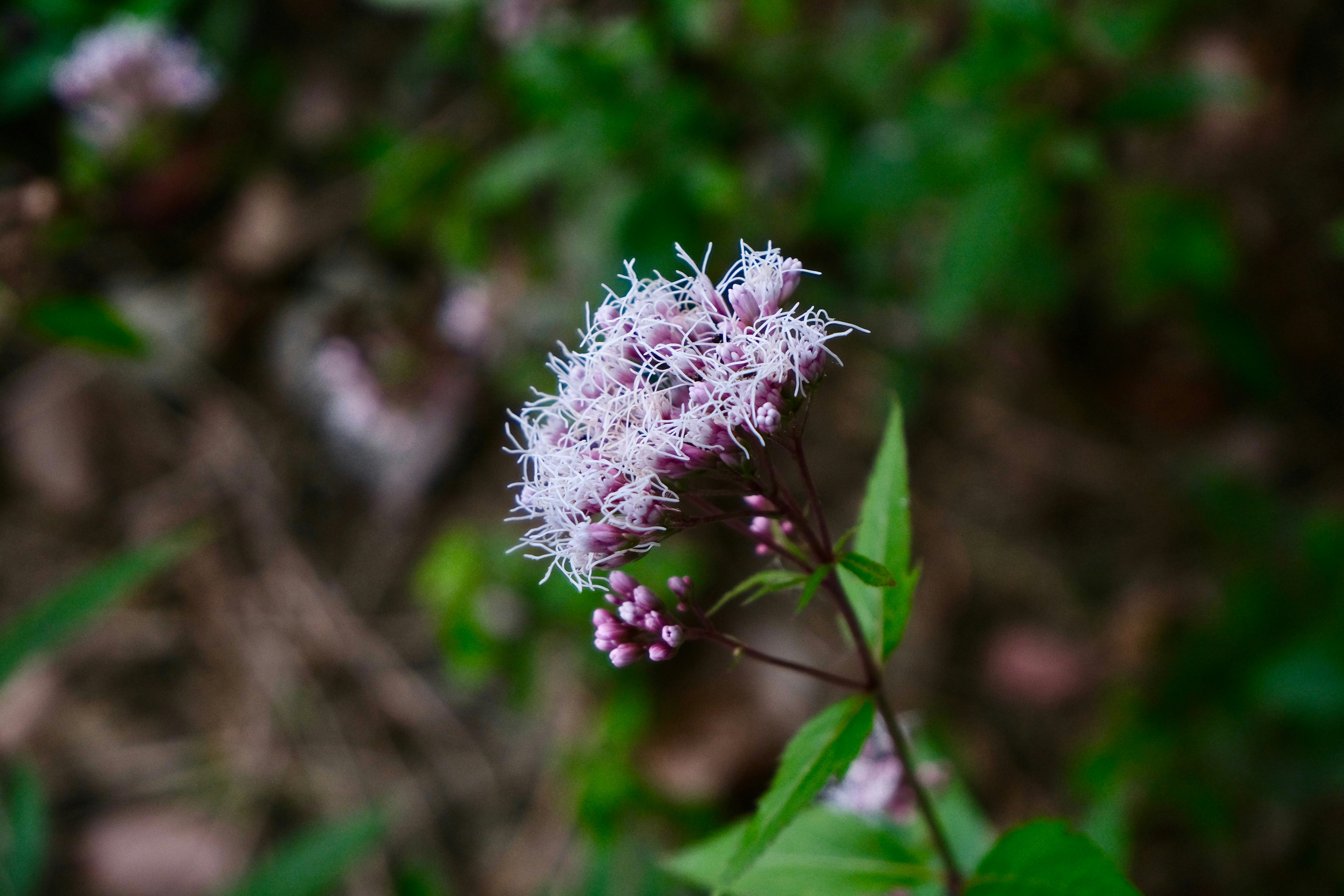 A delicate cluster of pale pink wildflowers.