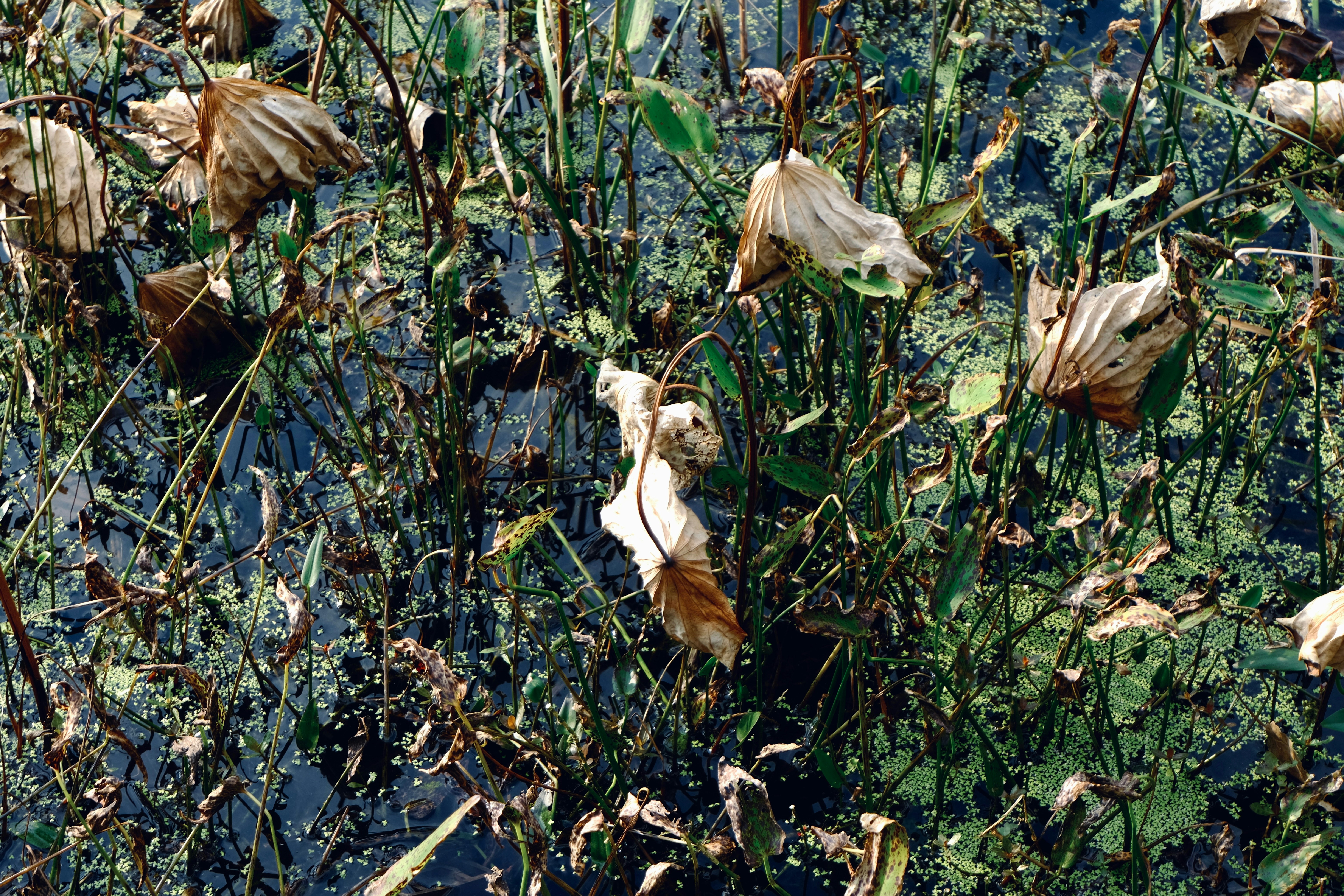 Whispers of Decay in Still Waters