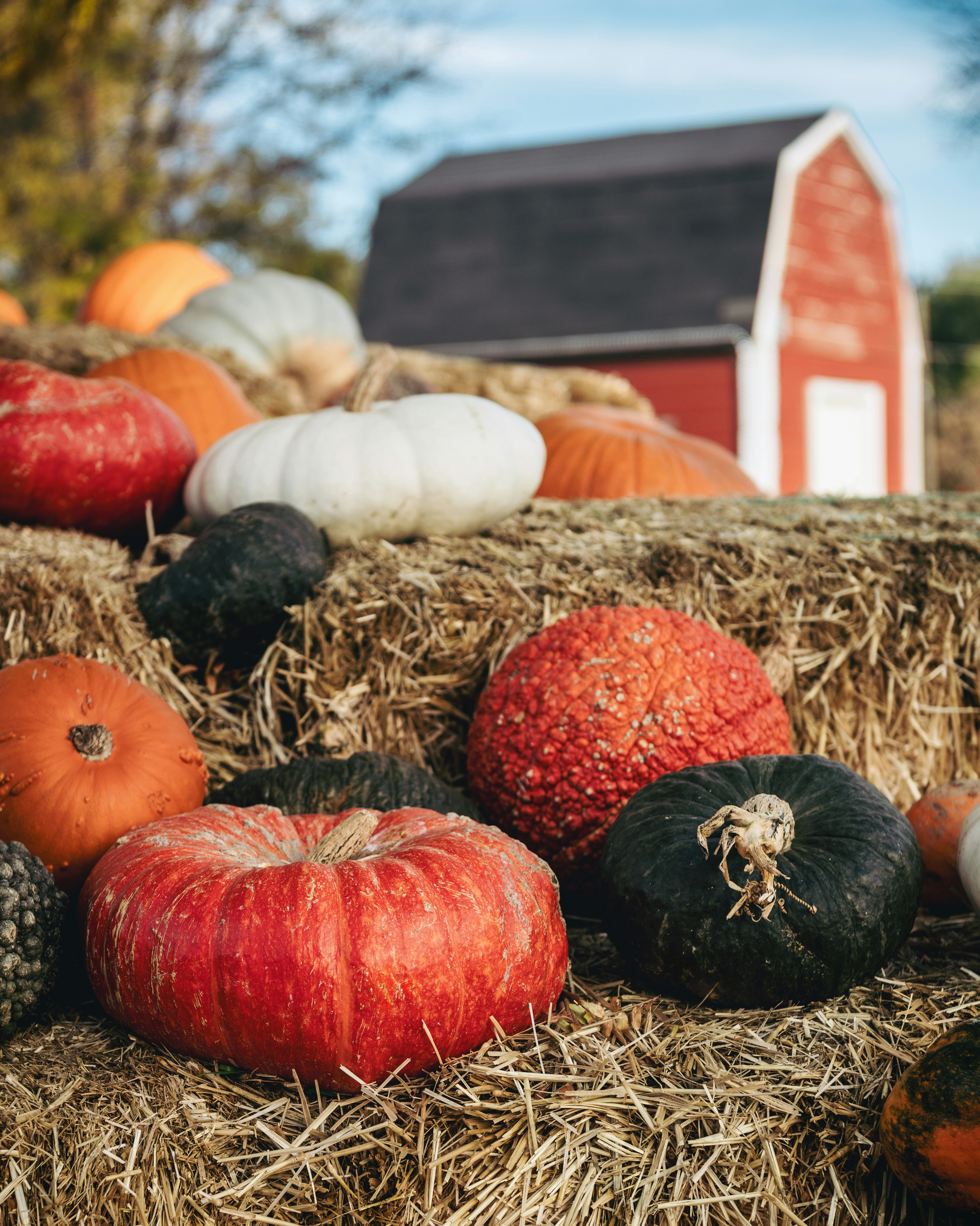 Harvest Abundance: A Colorful Pumpkin Display