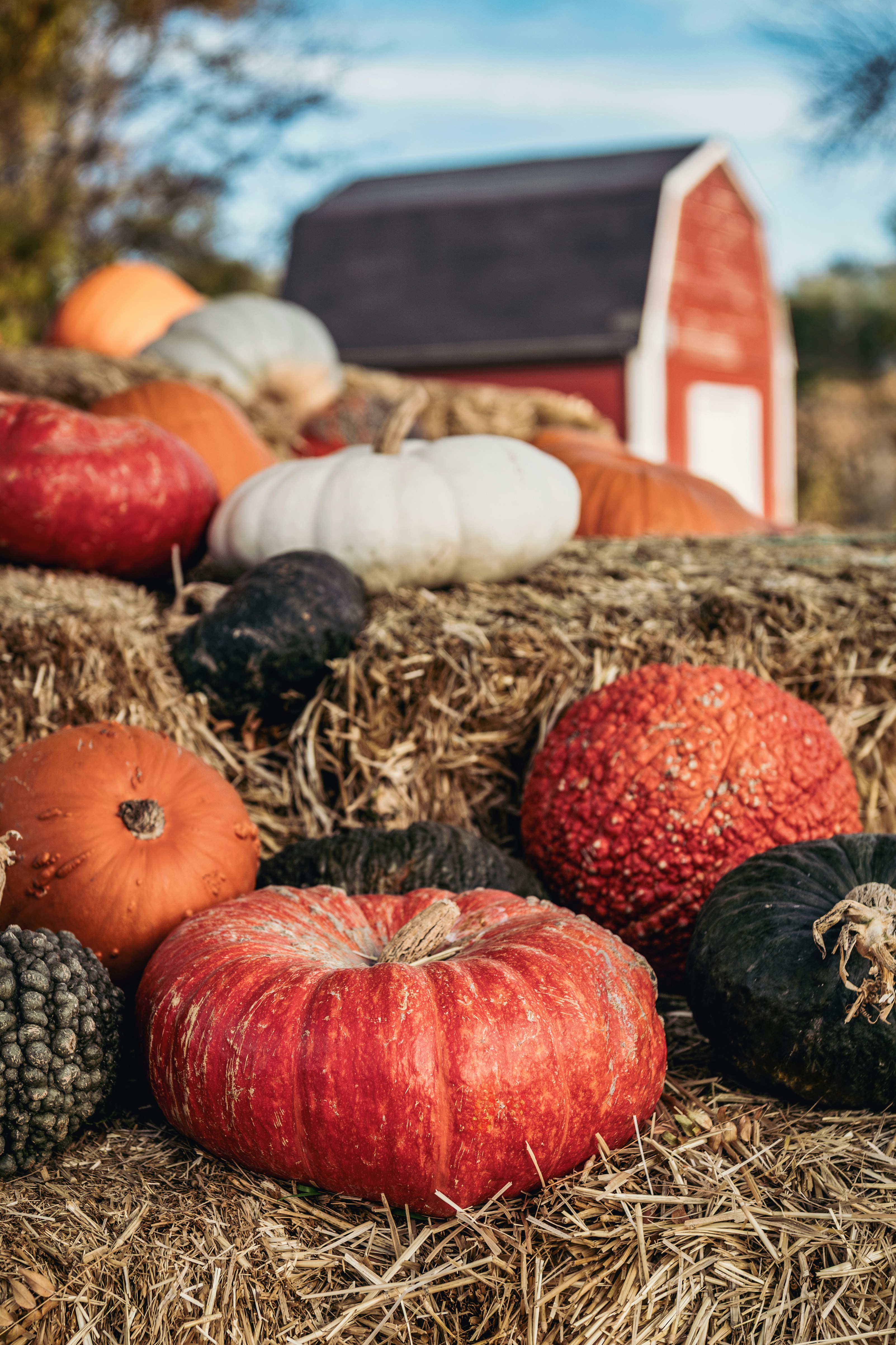 A vibrant assortment of pumpkins in various colors and sizes arranged atop a bed of hay, with a rustic red barn in the background.