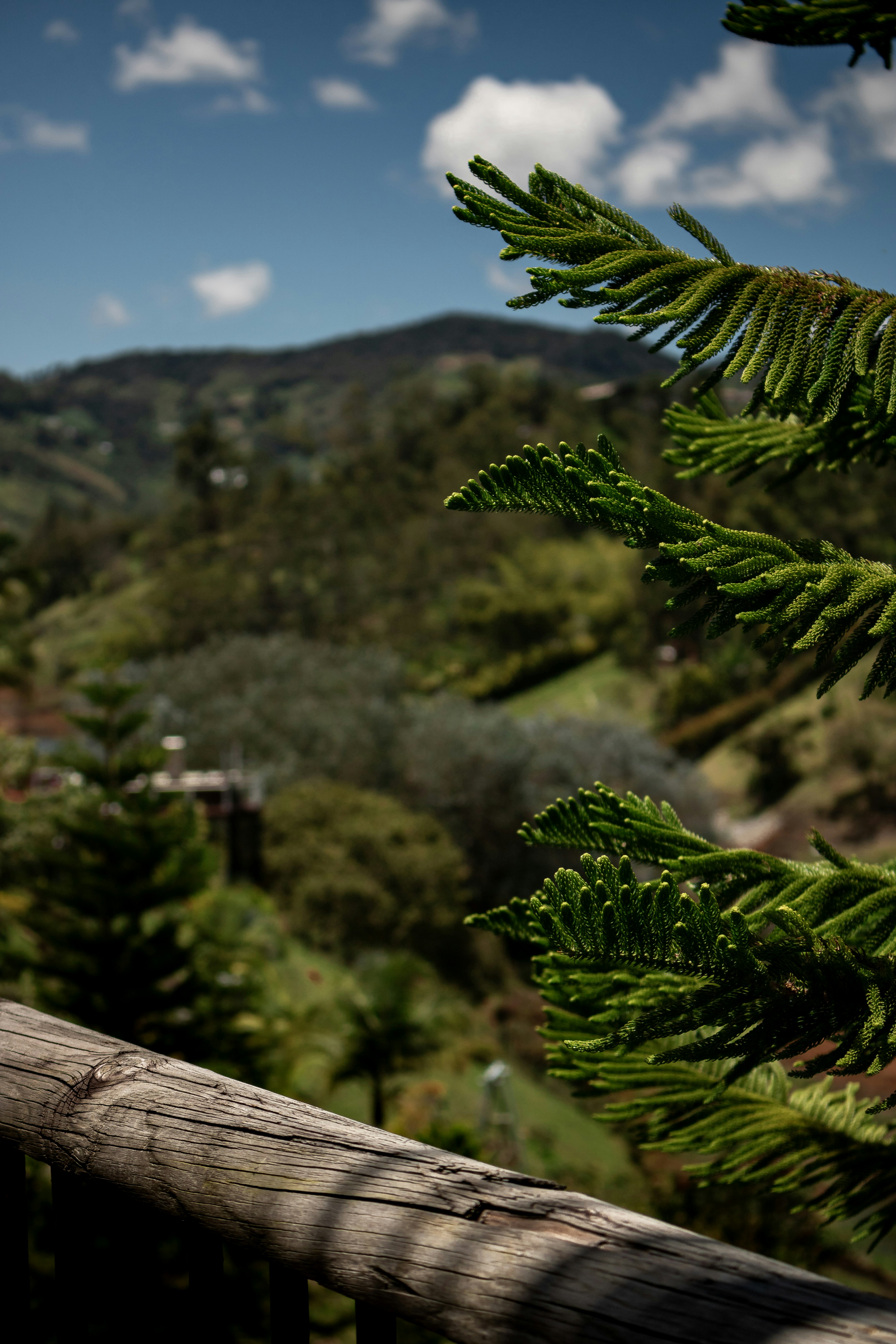 Green pine needles with blurred mountain landscape background