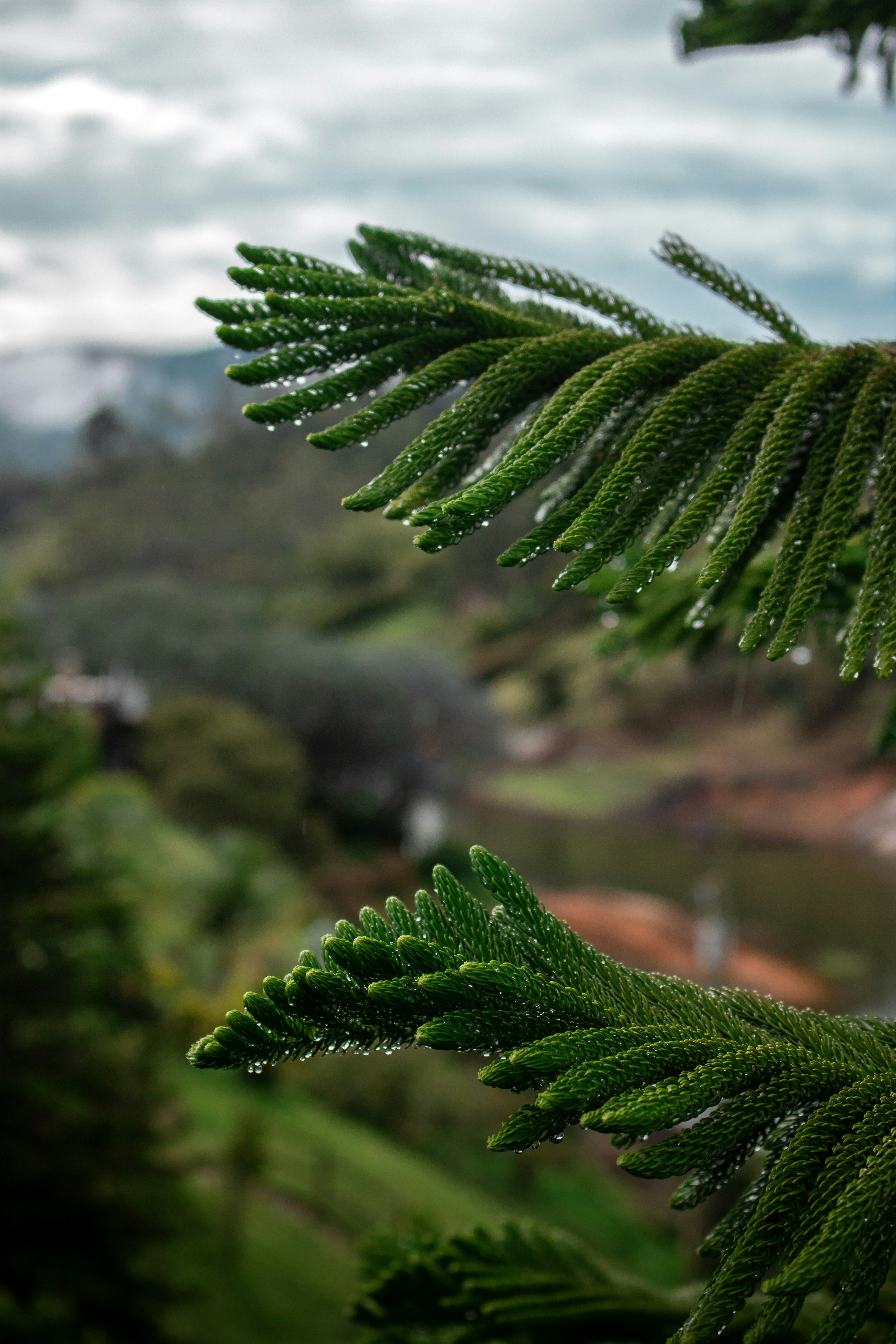 Whispers of Nature: A Close Encounter with Evergreen Serenity