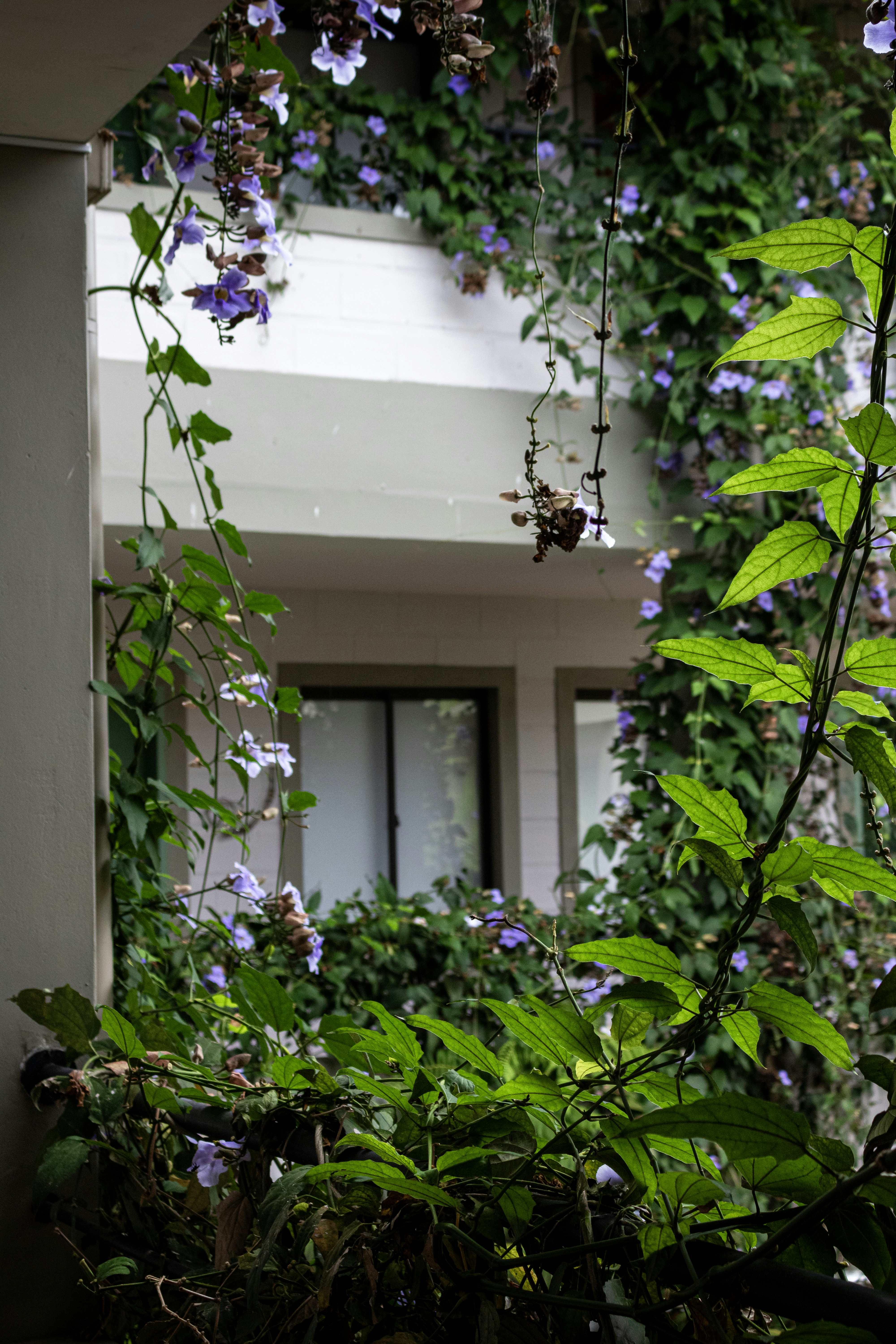 Lush green vines adorned with purple flowers frame a serene courtyard, blending nature with modern architecture.