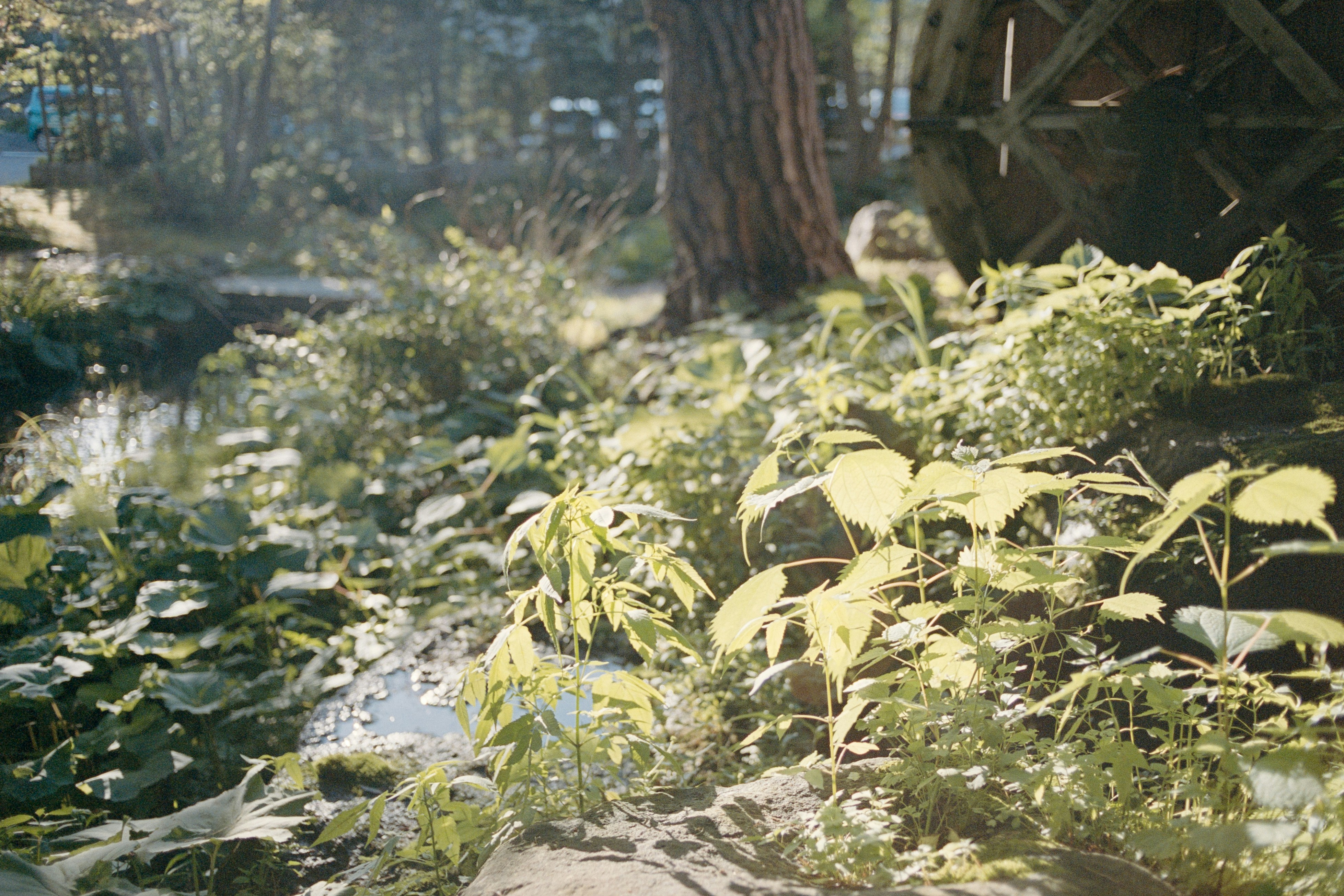 🎞️ Kodak Professional Portra 400｜🧪 Fuji Hunt C-41｜🖨️ EOS R6 + RF 100mm f/2.8L Macro｜📷 Canon New F-1 + FD 35mm 1:2 S.S.C. | Lush green plants grow beside a flowing stream.