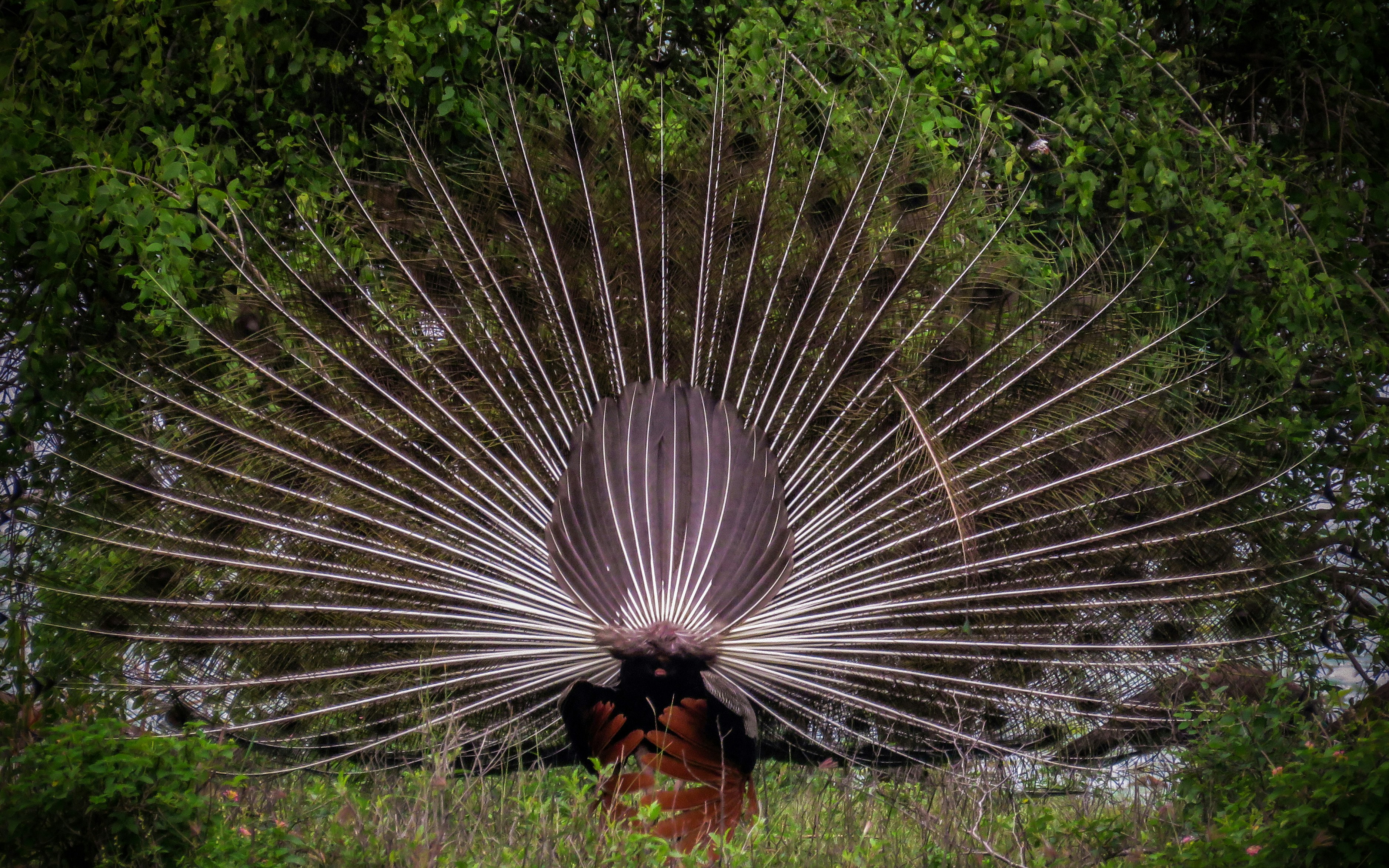 Nature's Fan: The Art of Attraction