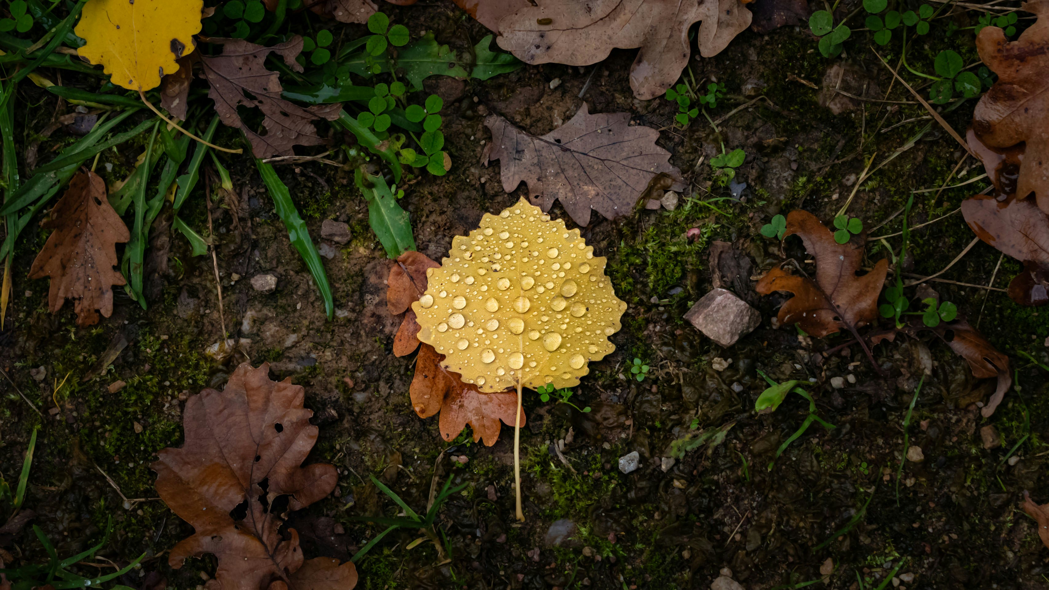 Golden Drops on Autumn's Canvas