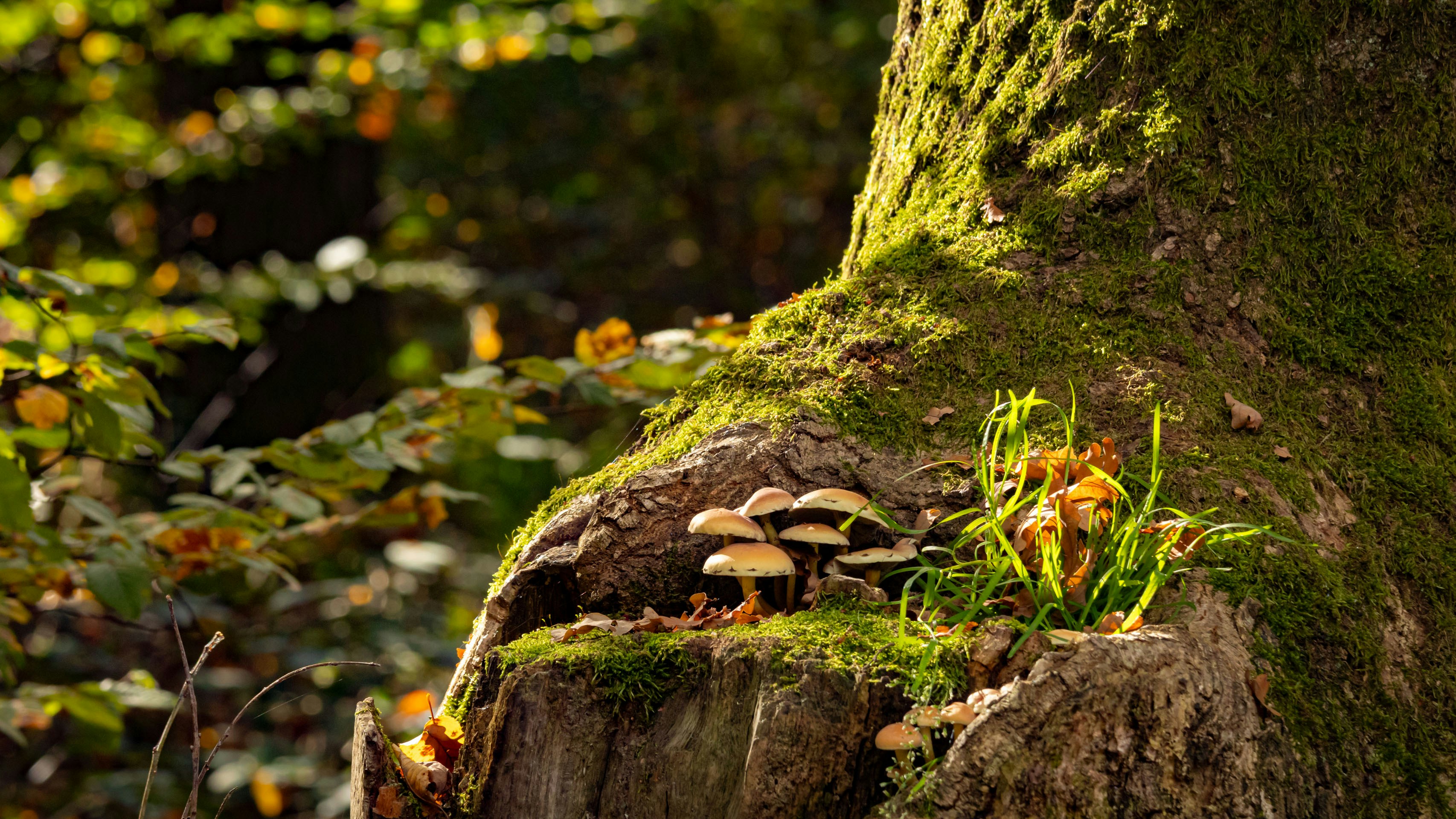 Mushrooms growing on a mossy tree trunk in forest