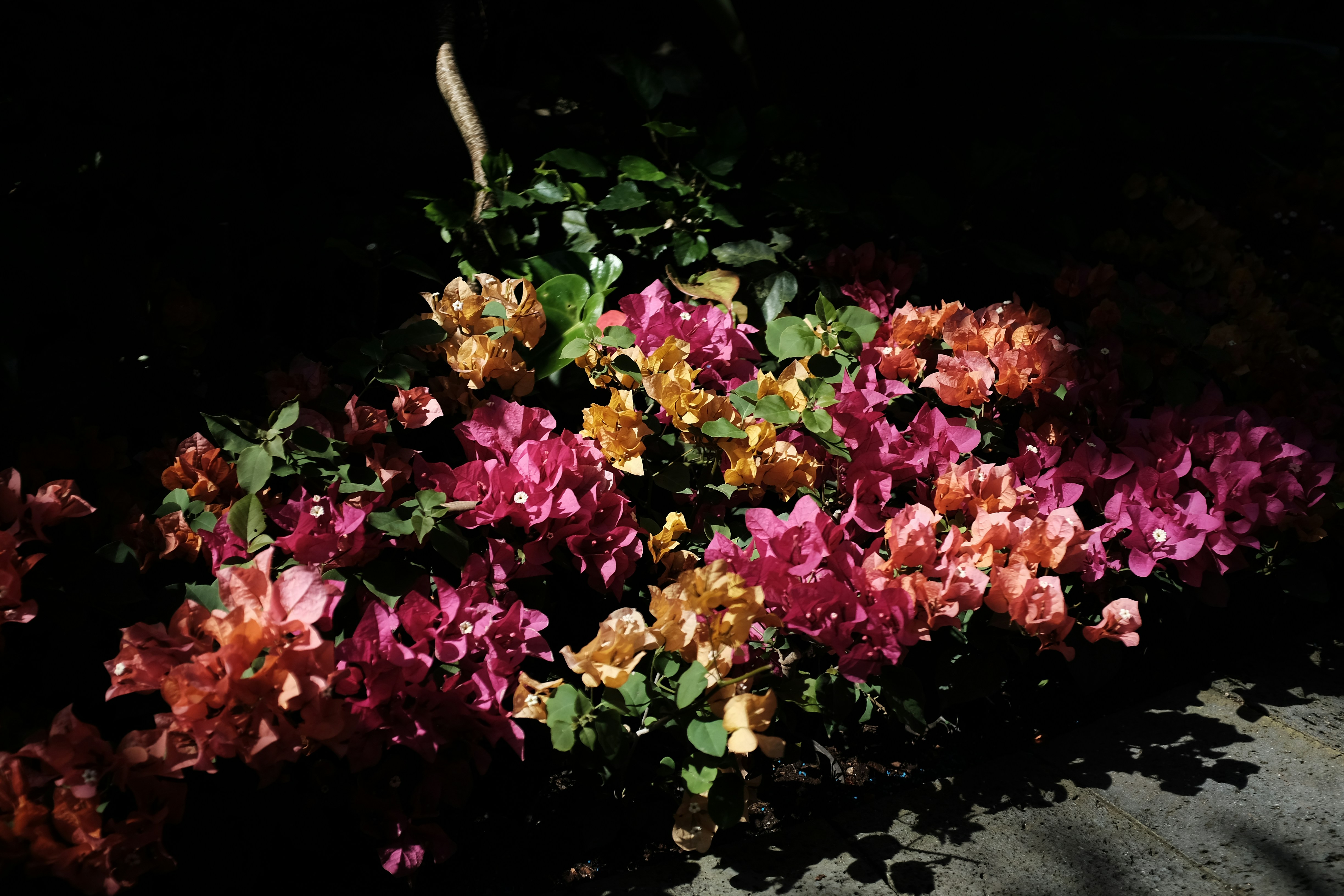 Colorful bougainvillea flowers blooming at night