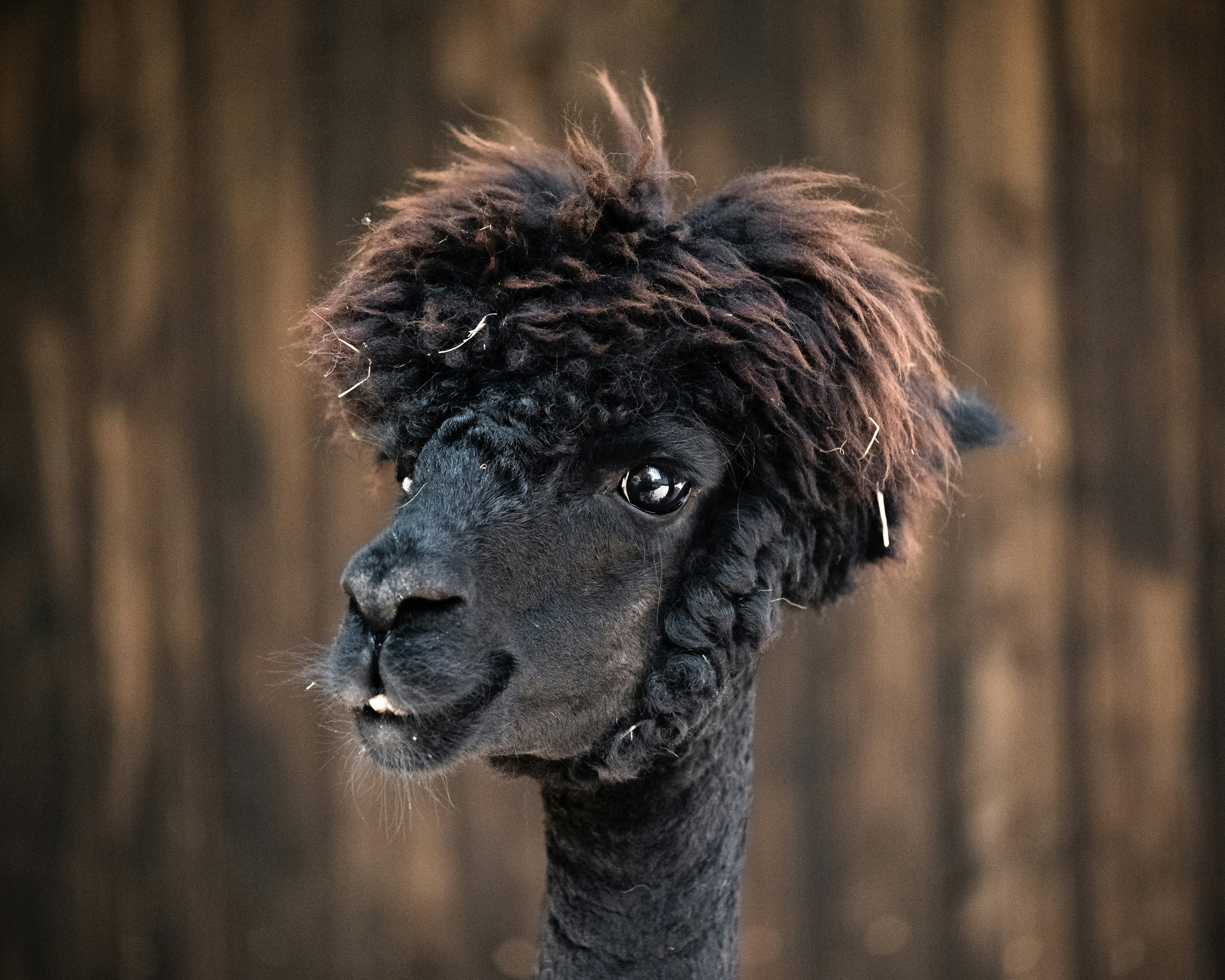 The Quirky Charm of the Alpaca